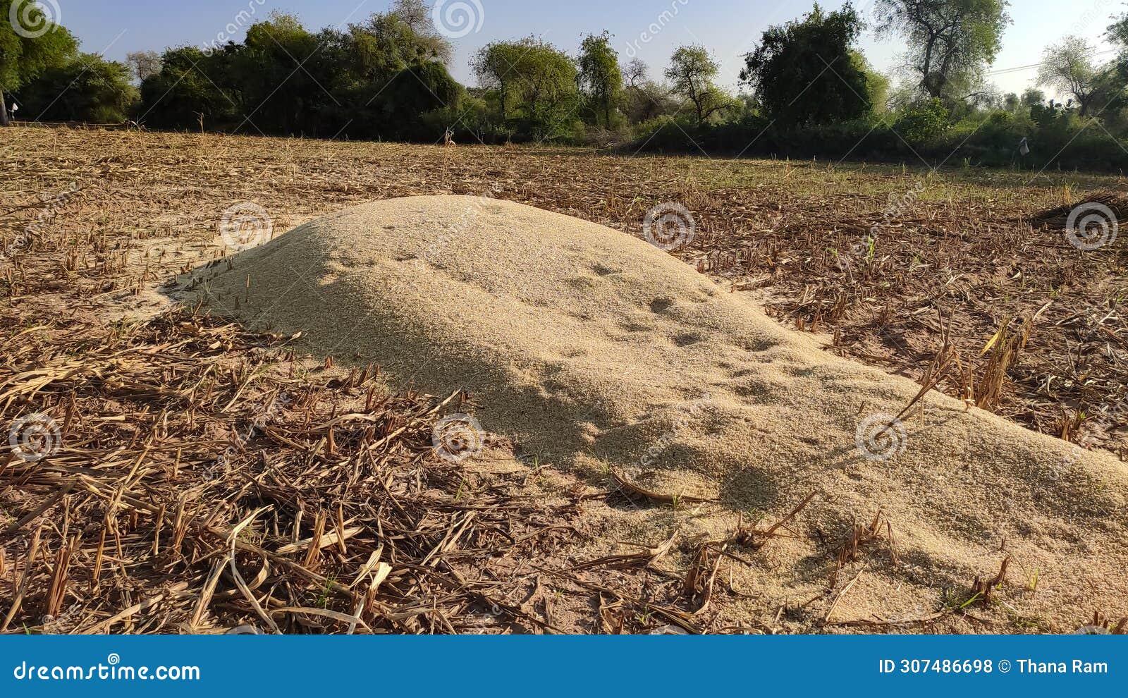 Millet Crop Fodder after Harvesting in the Field Stock Photo - Image of ...