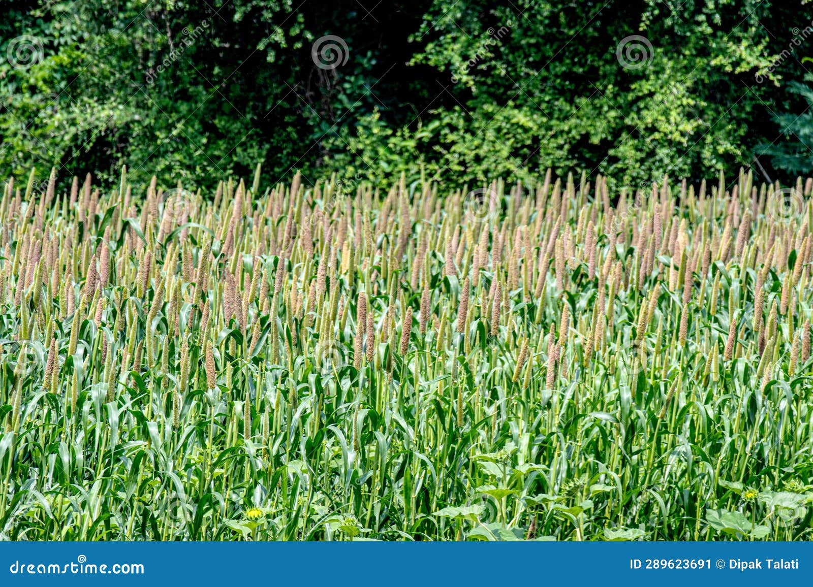 Millet Crop Standing in Agriculture Field Stock Image - Image of herb ...