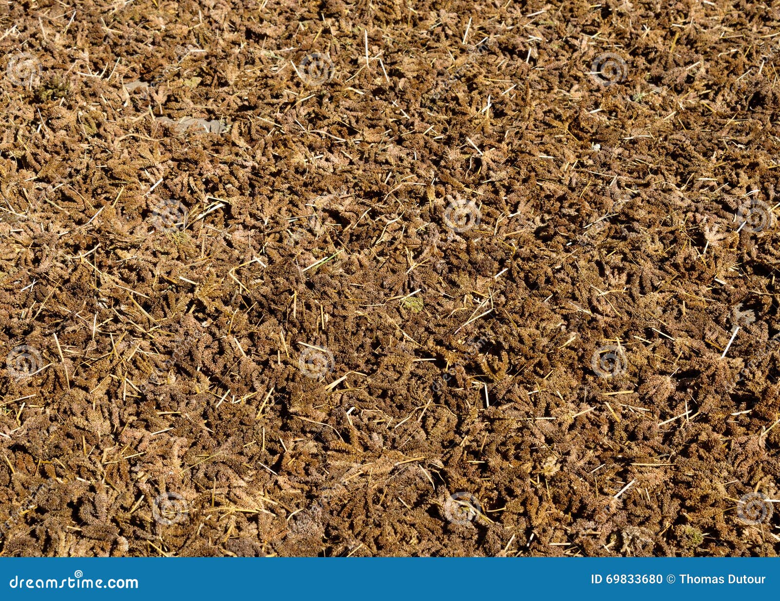 Drying Millet Sun Stock Photos - Free & Royalty-Free Stock Photos from ...