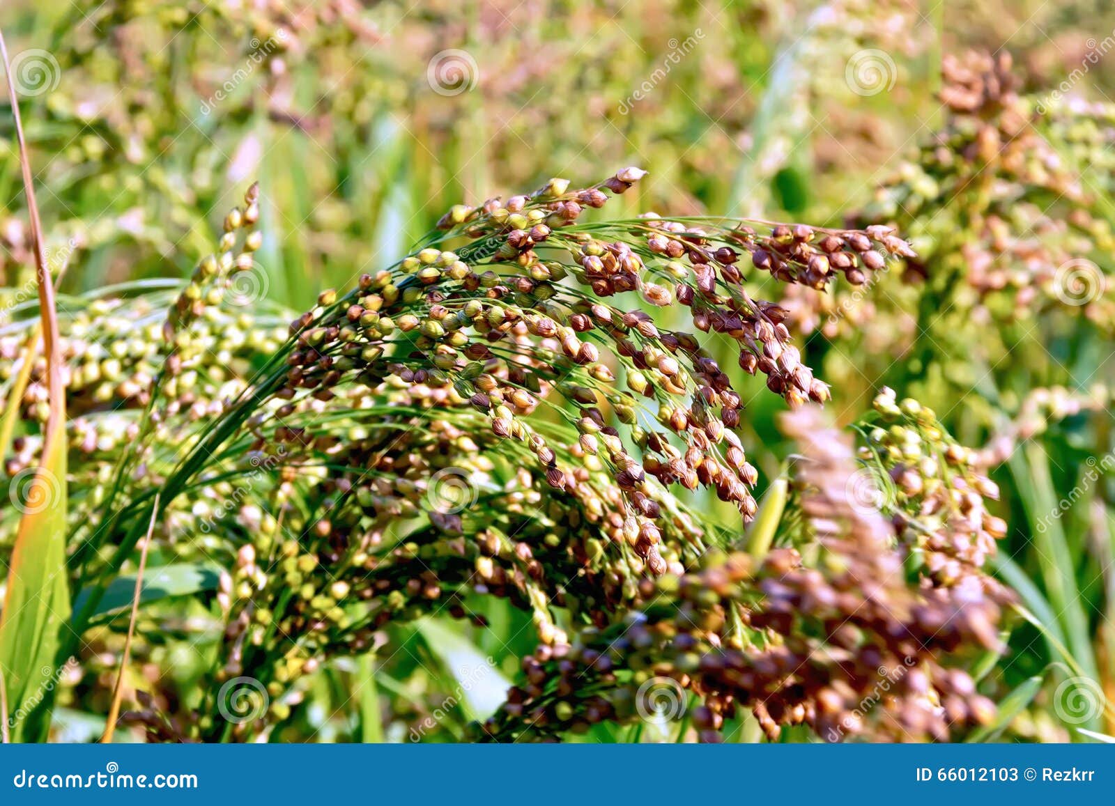 Red Millet Plant