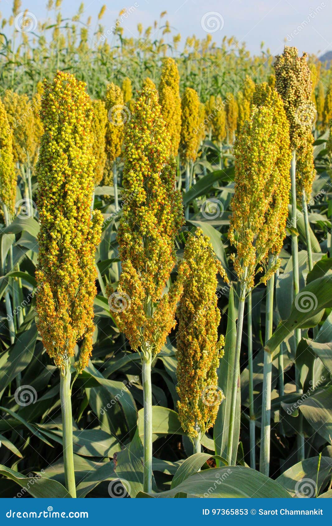 Millet farm stock image. Image of plant, harvest, green - 97365853