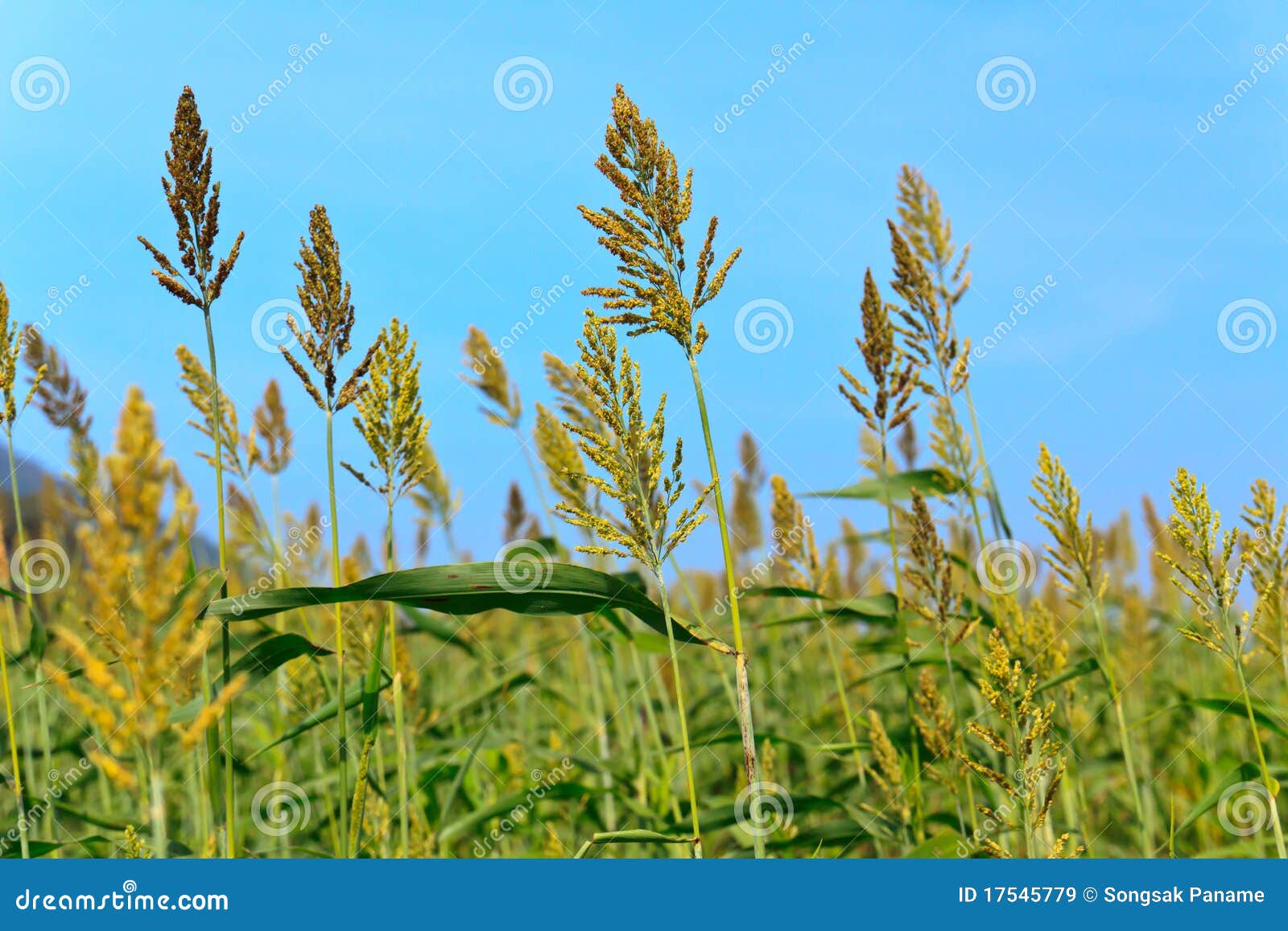 Millet field stock image. Image of agriculture, plant - 17545779