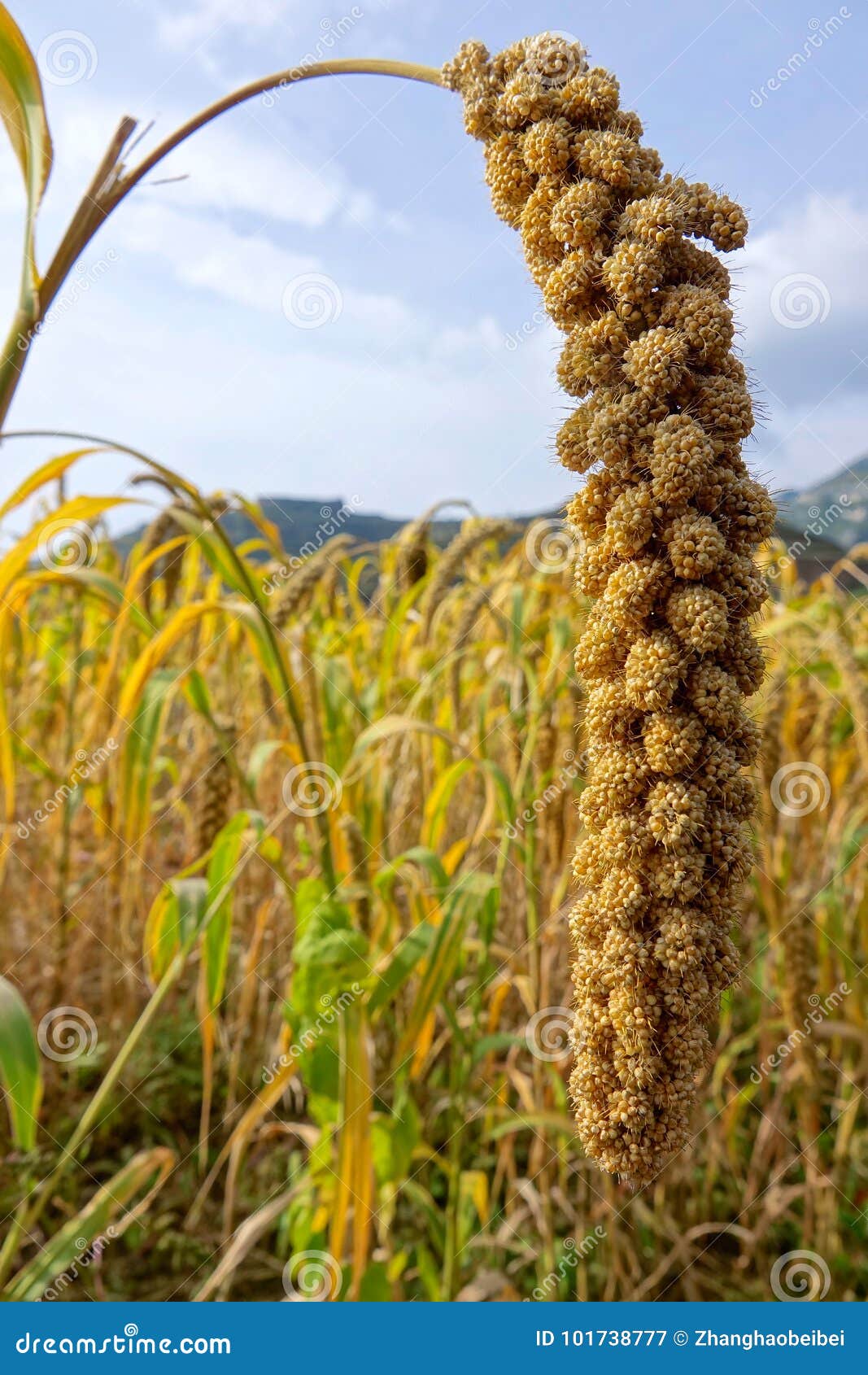 Millet field stock image. Image of foodstuff, farmland - 101738777