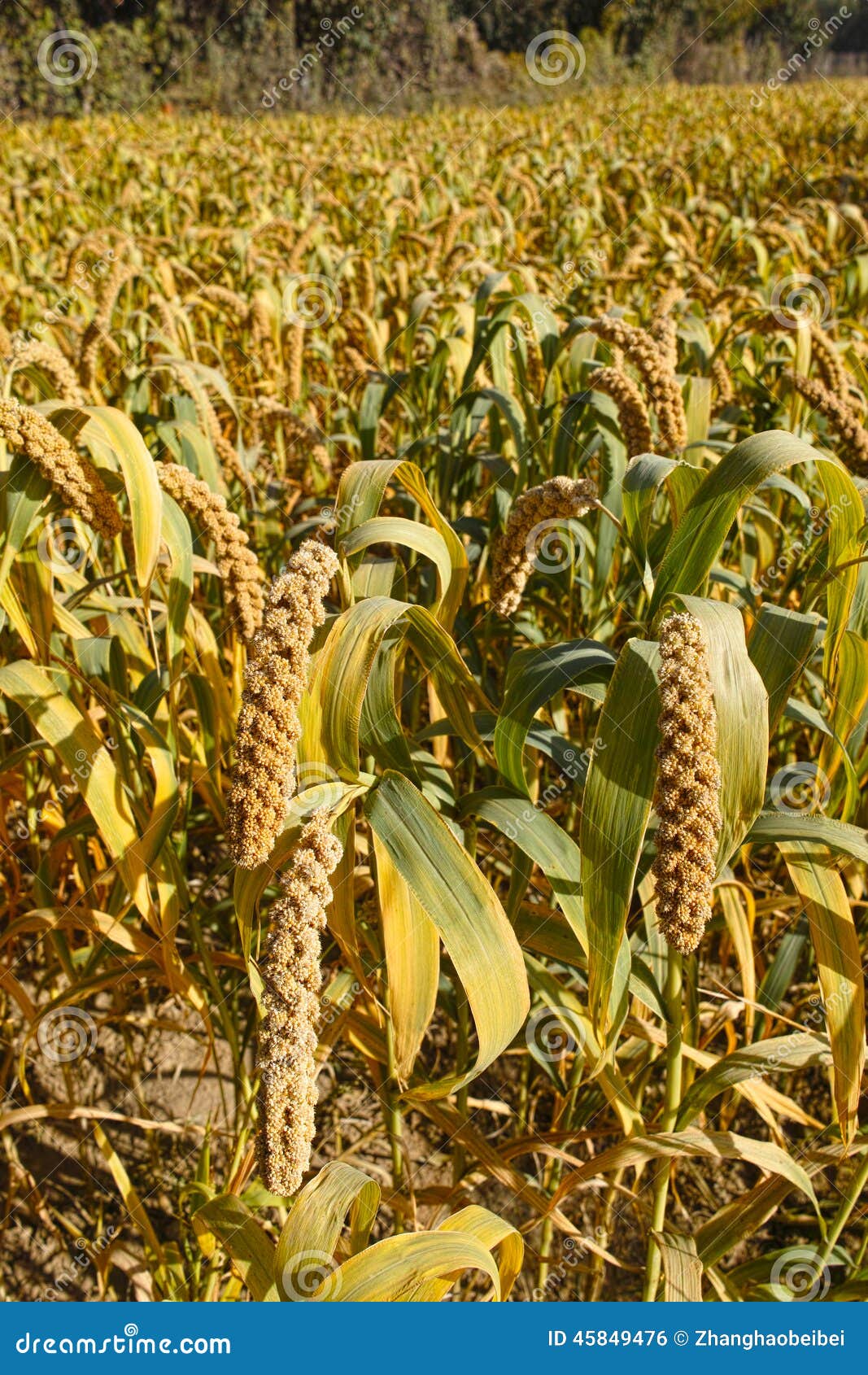 Millet field stock photo. Image of corn, farm, millet - 45849476