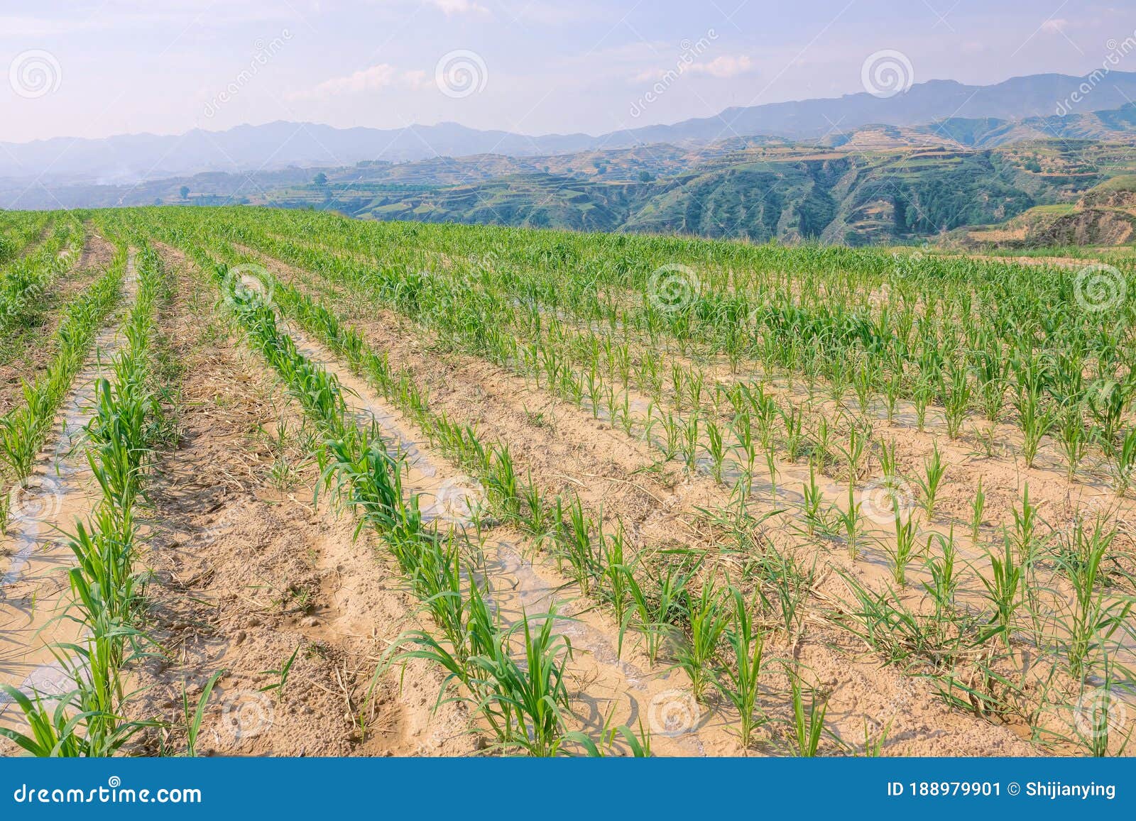 Millet field stock image. Image of nature, scenery, scenic - 188979901