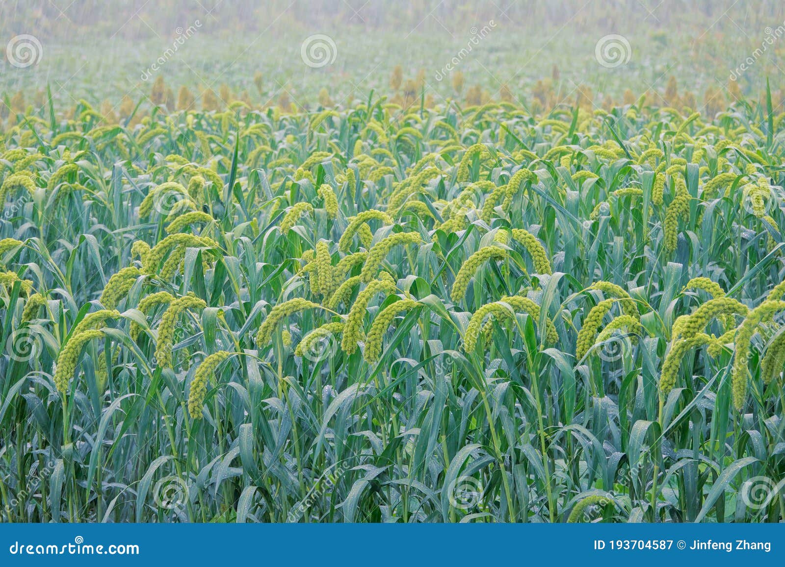 Millet field stock image. Image of emblements, cultivated - 193704587