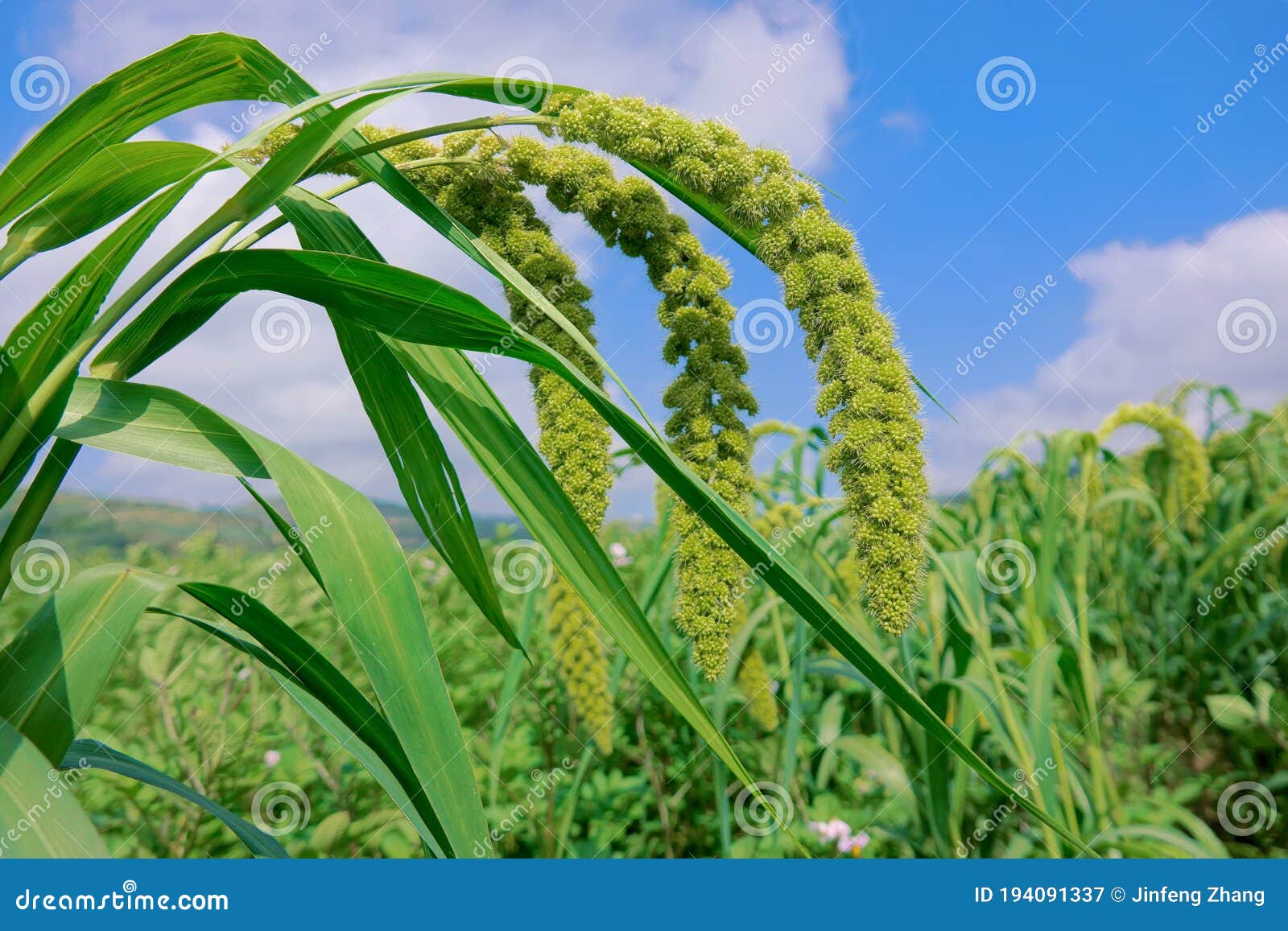 Millet field stock image. Image of ears, nature, cropland - 194091337