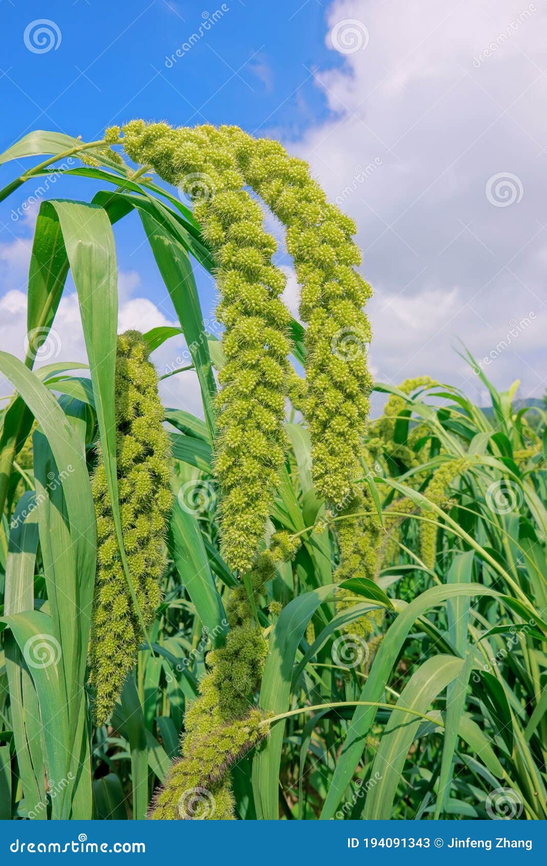 Millet field stock image. Image of nature, earhead, plant - 194091343