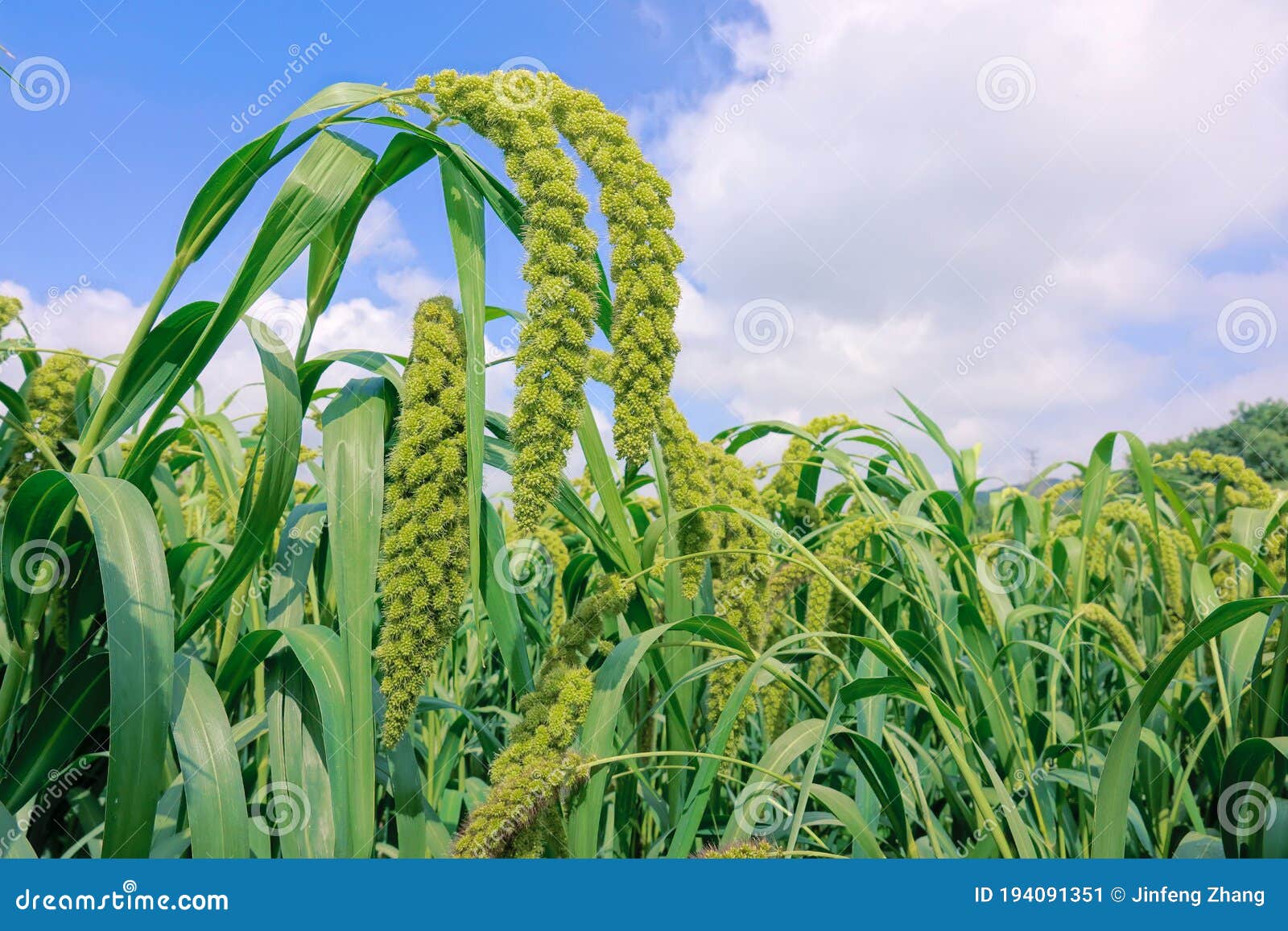 Millet field stock image. Image of paddy, land, millet - 194091351