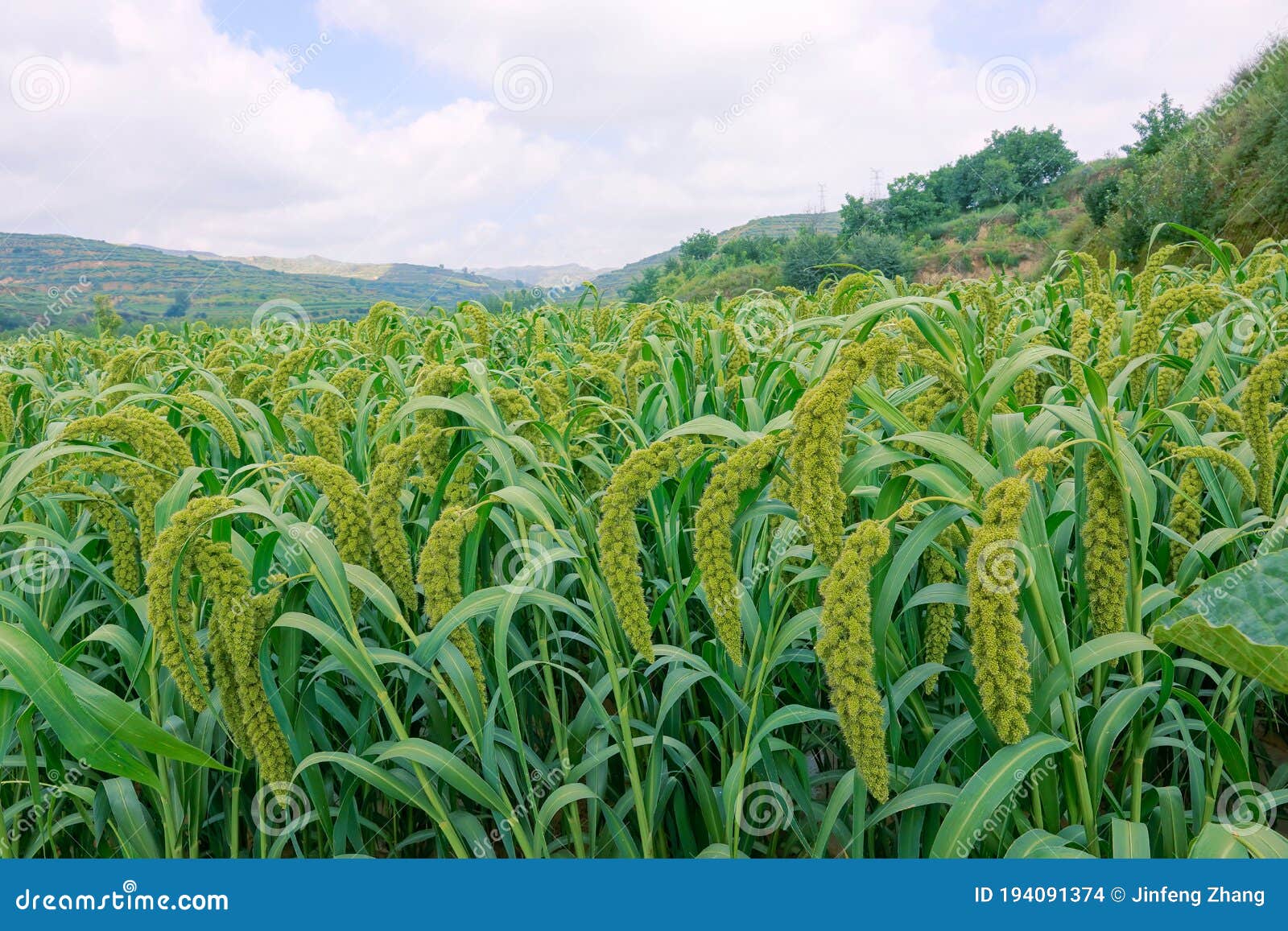 Millet field stock photo. Image of farm, farmland, cropland - 194091374