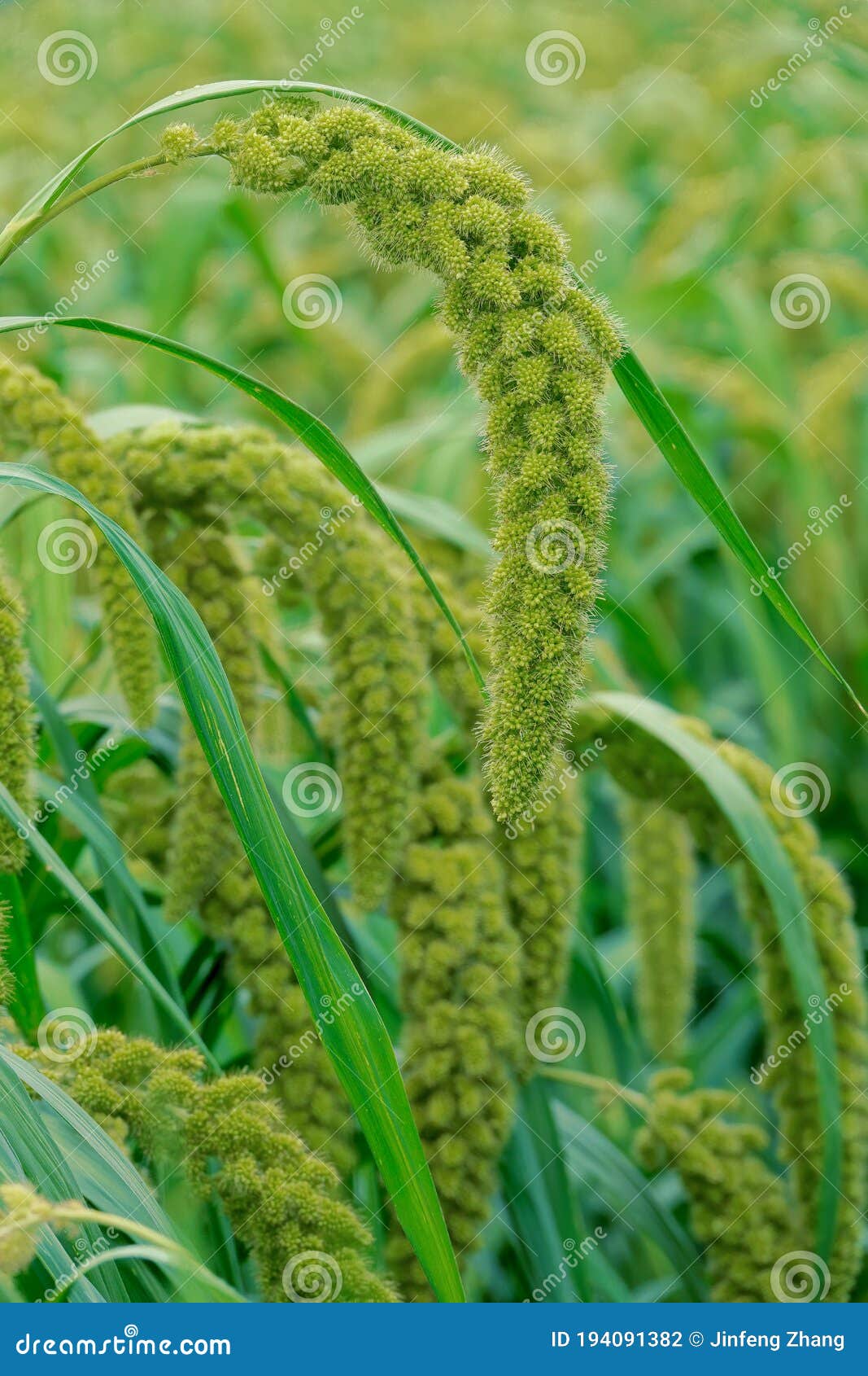Millet field stock photo. Image of foxtail, farmland - 194091382