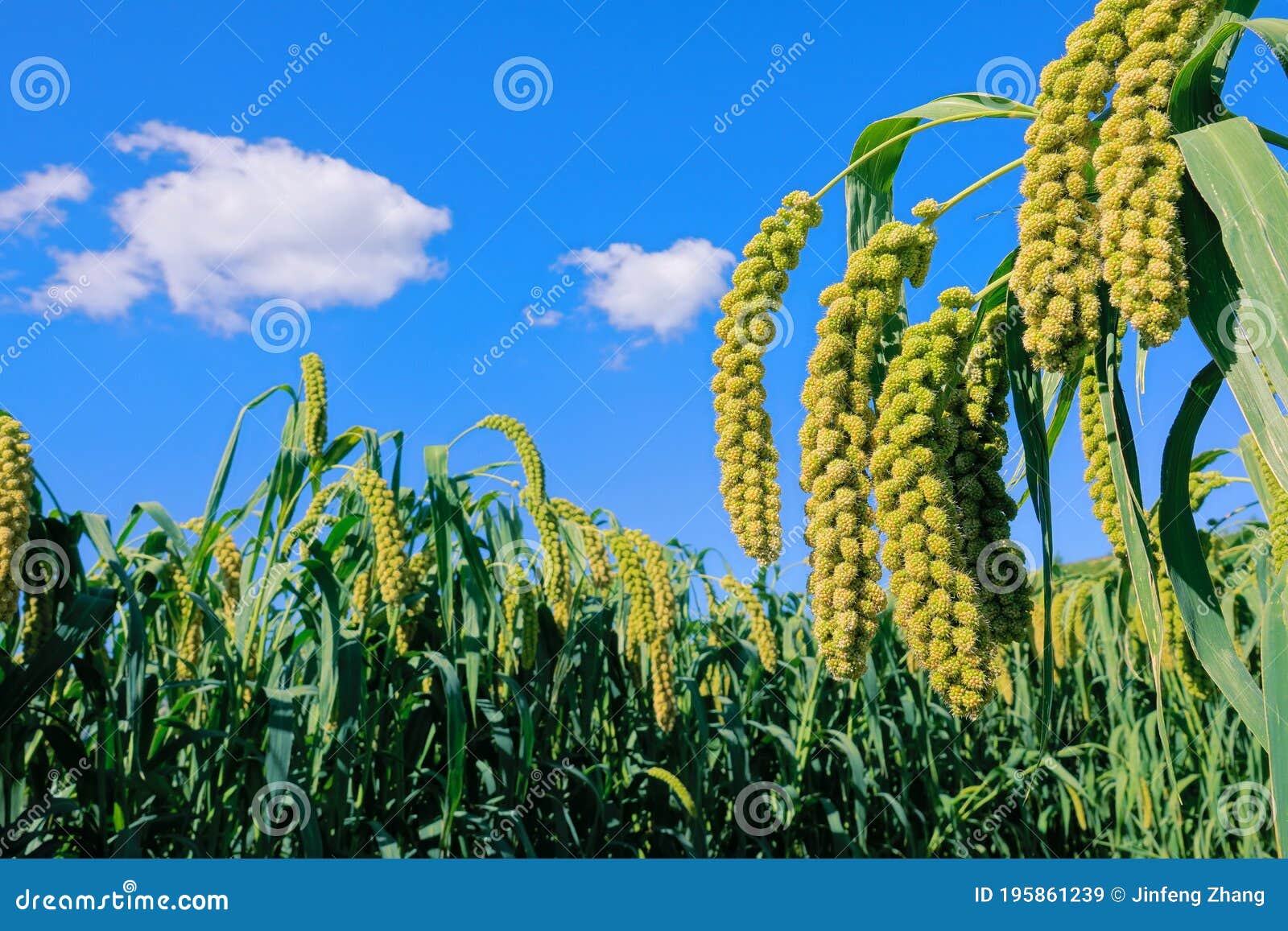 Millet field stock image. Image of farm, nature, cultivated - 195861239