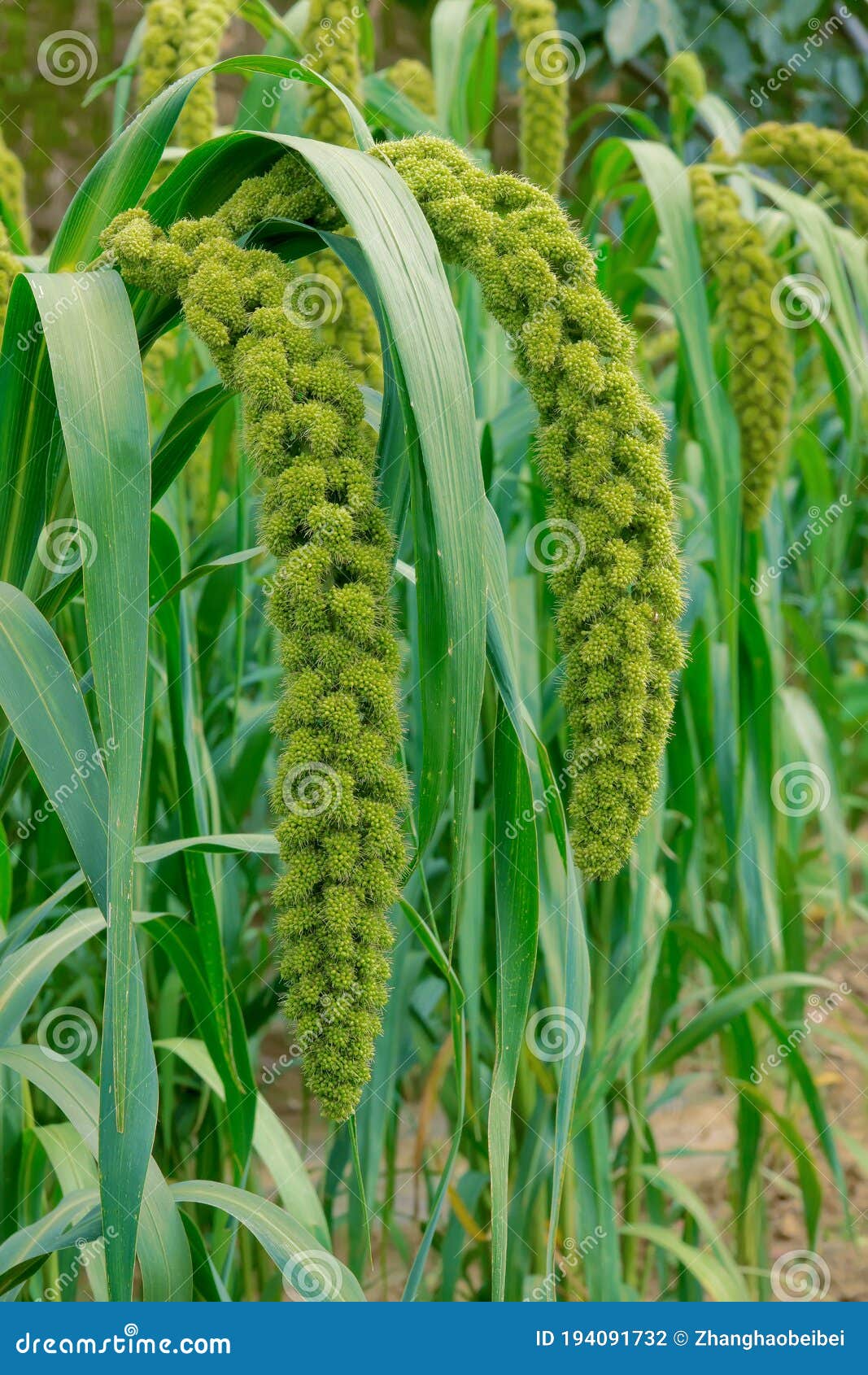 Millet field stock photo. Image of farmland, farm, cropland - 194091732