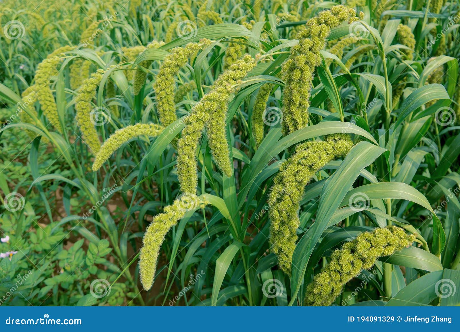 Millet field stock image. Image of italian, farmland - 194091329
