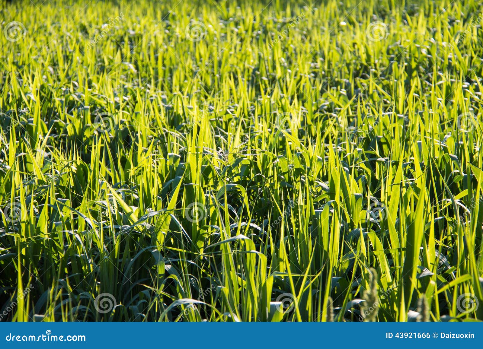 Millet Field stock photo. Image of leaf, leafy, color - 43921666