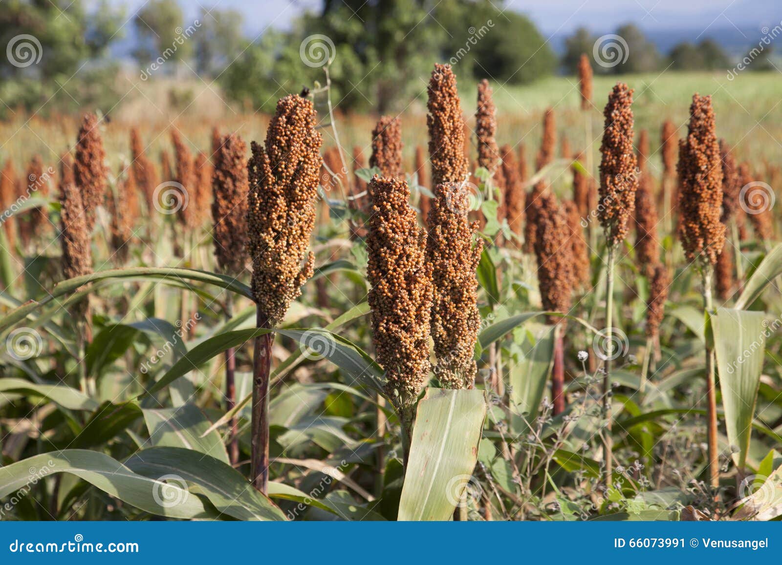 Millet field stock image. Image of farm, plant, green - 66073991