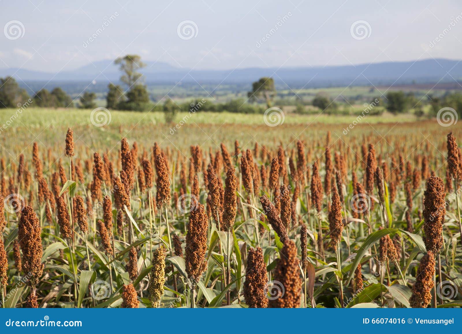 Millet field stock photo. Image of harvest, harvesting - 66074016