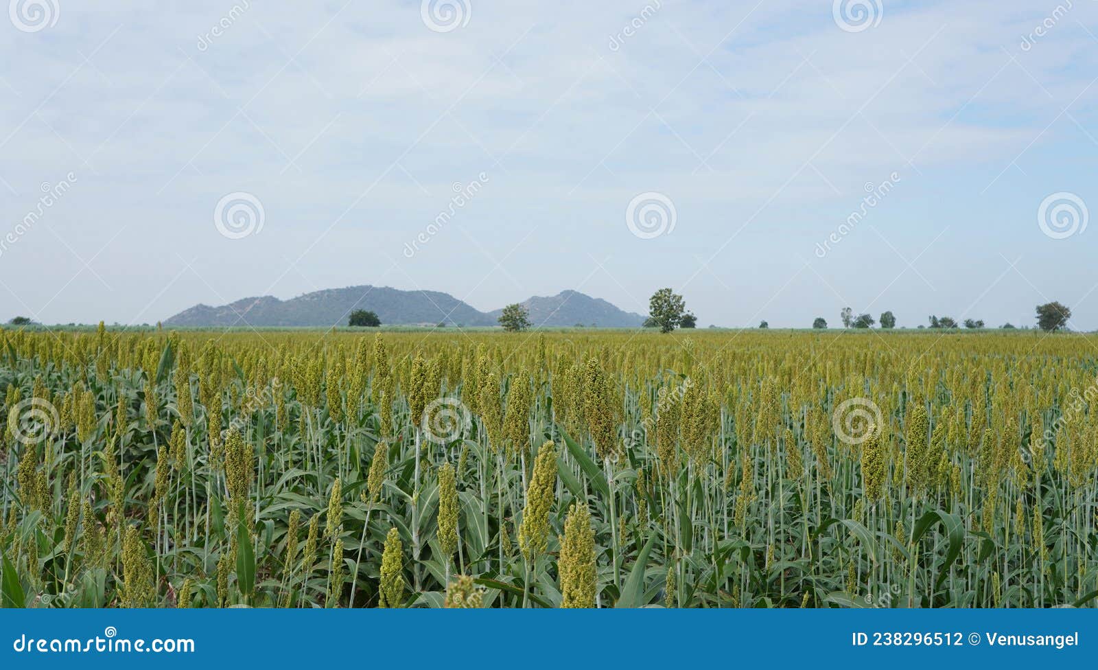 Millet Field on a Sunny Day Stock Photo - Image of harvesting, field ...