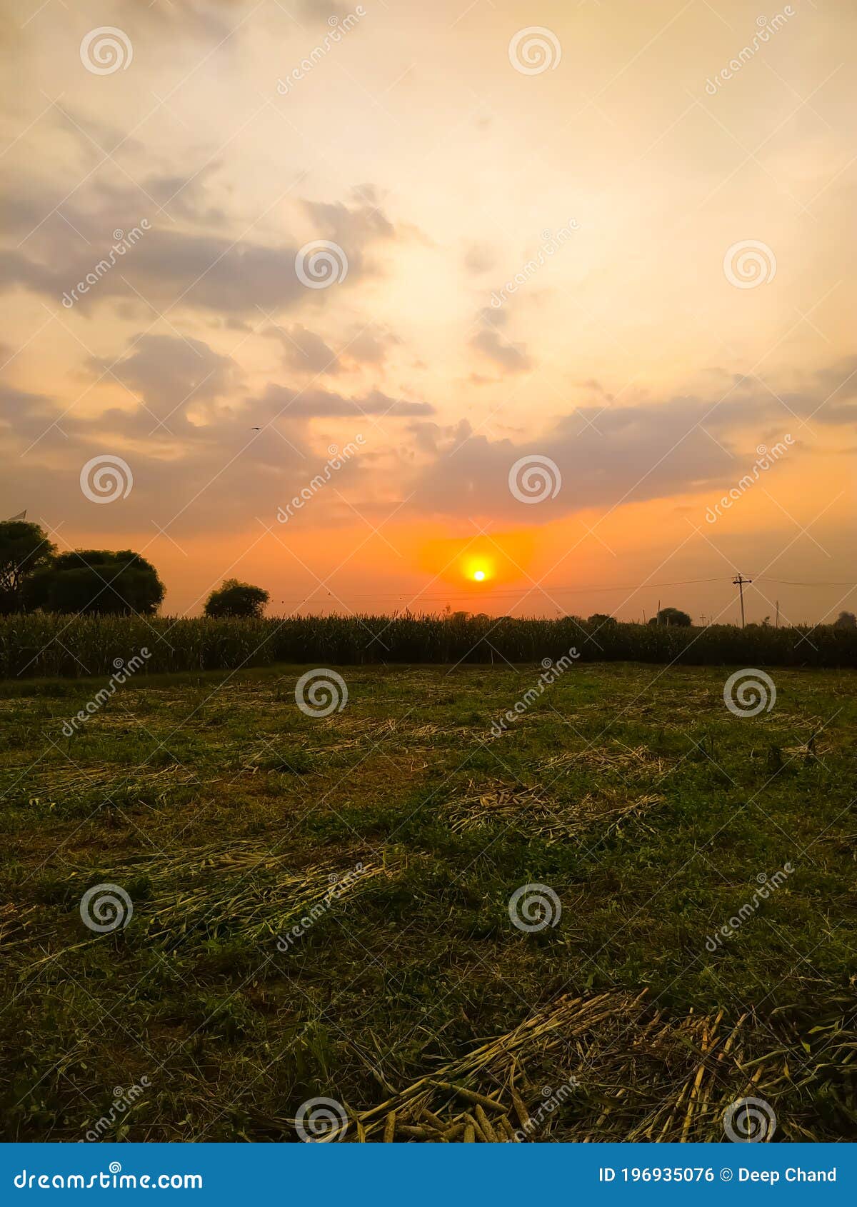 Millet Field and Trees Over Beautiful Sunset Stock Photo - Image of ...