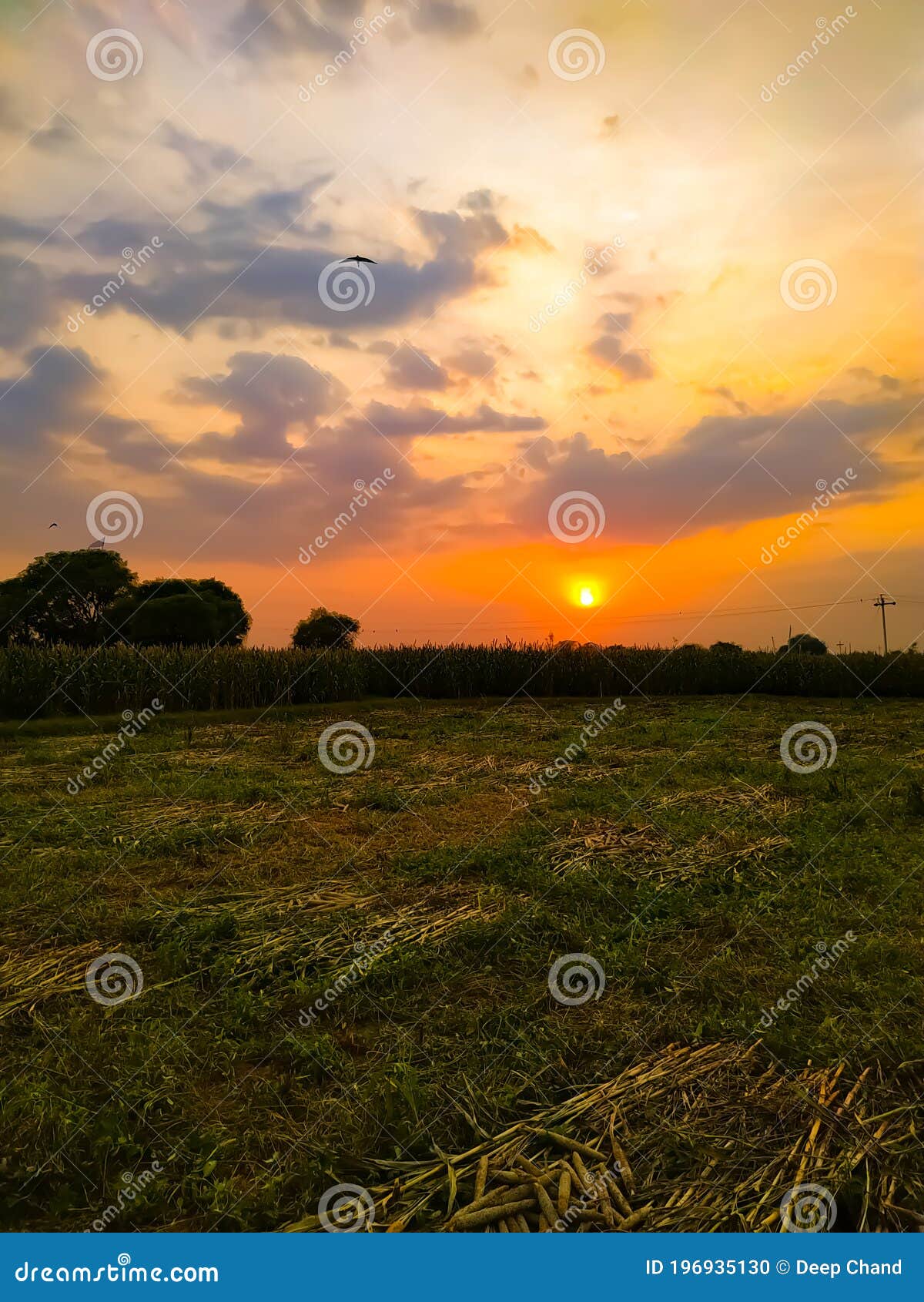 Millet Field and Trees Over Beautiful Sunset Stock Photo - Image of ...