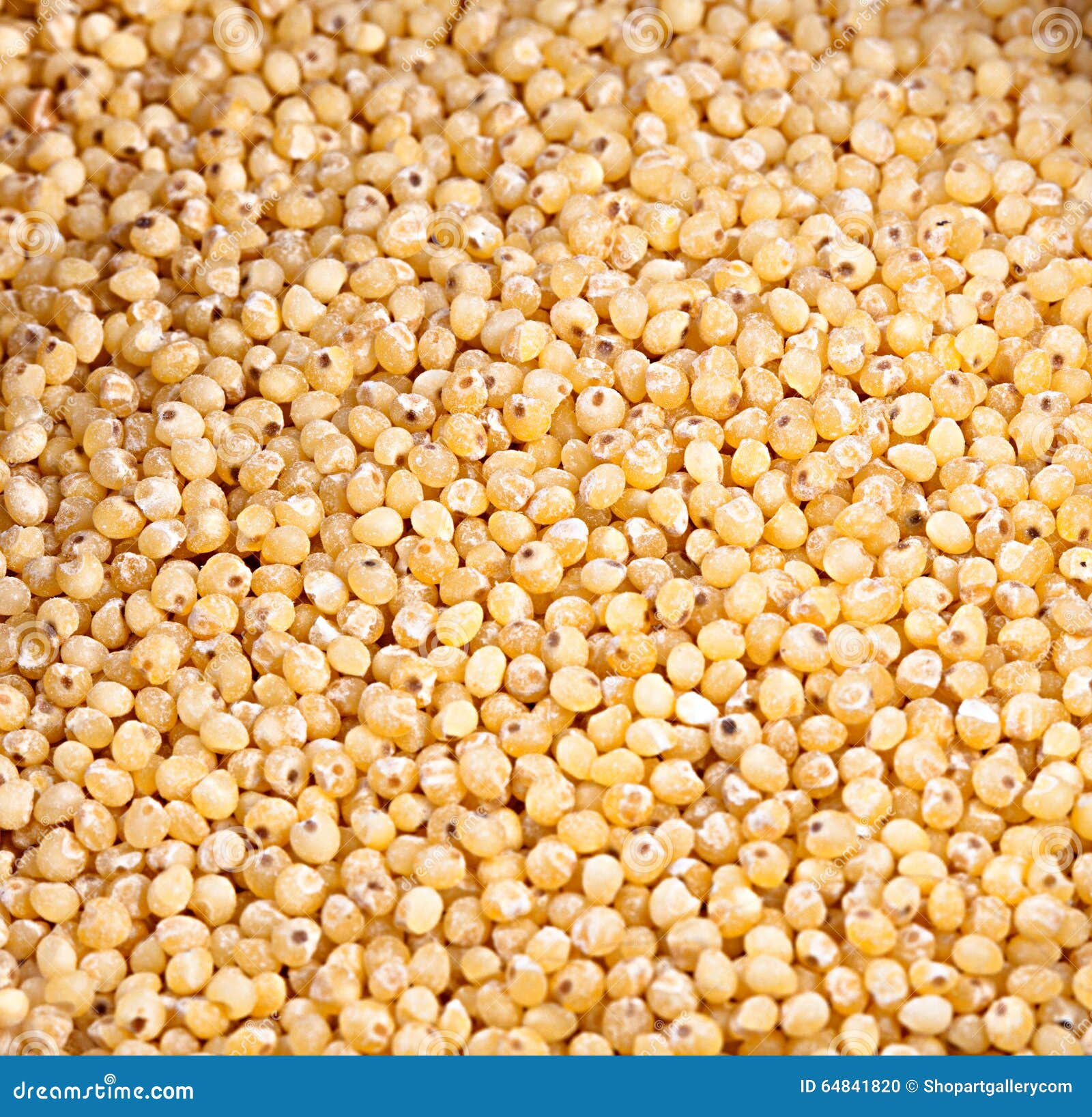 Millet stock photo. Image of millet, grain, crop, seed - 64841820