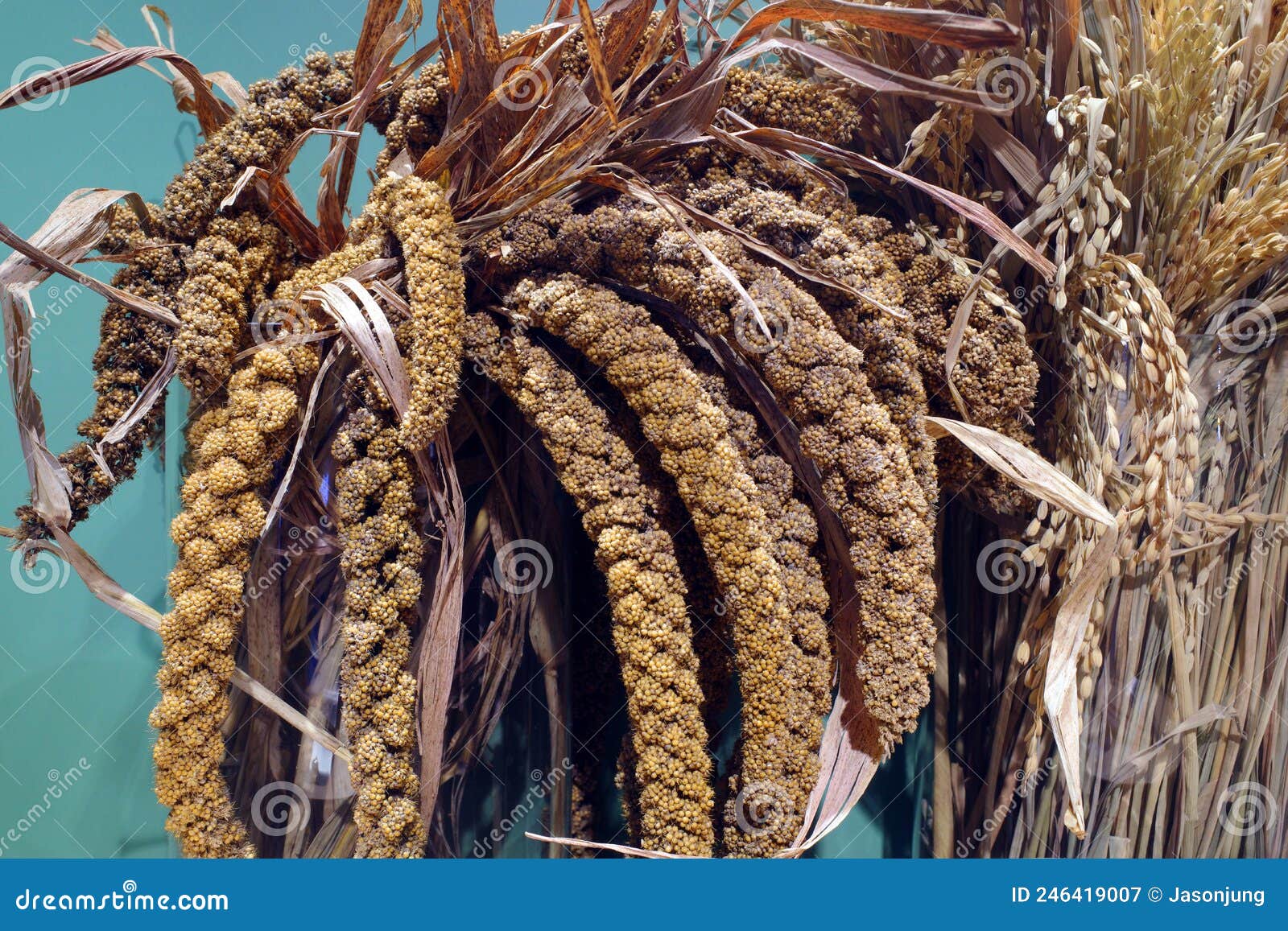 Millet grain specimen stock image. Image of lily, gardening - 246419007