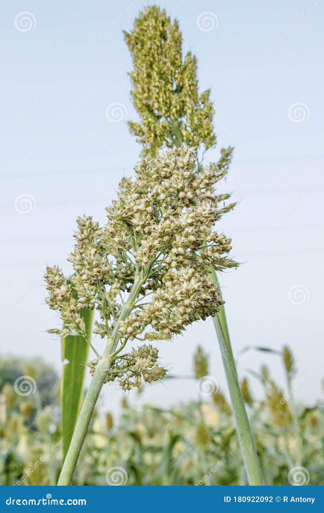Millet Grains in a Organic Field Stock Photo - Image of field ...
