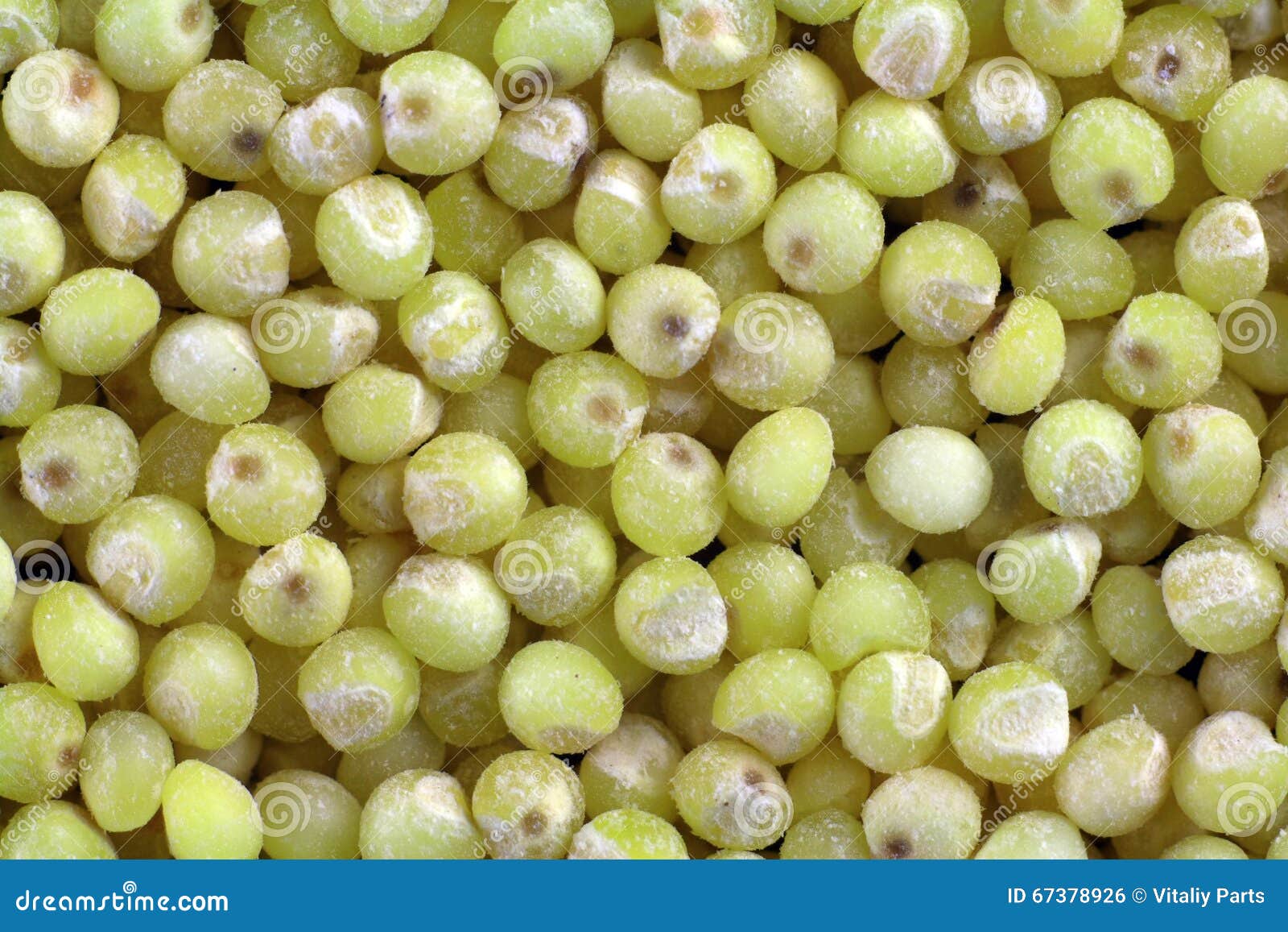 Millet groats closeup stock photo. Image of macro, agriculture - 67378926