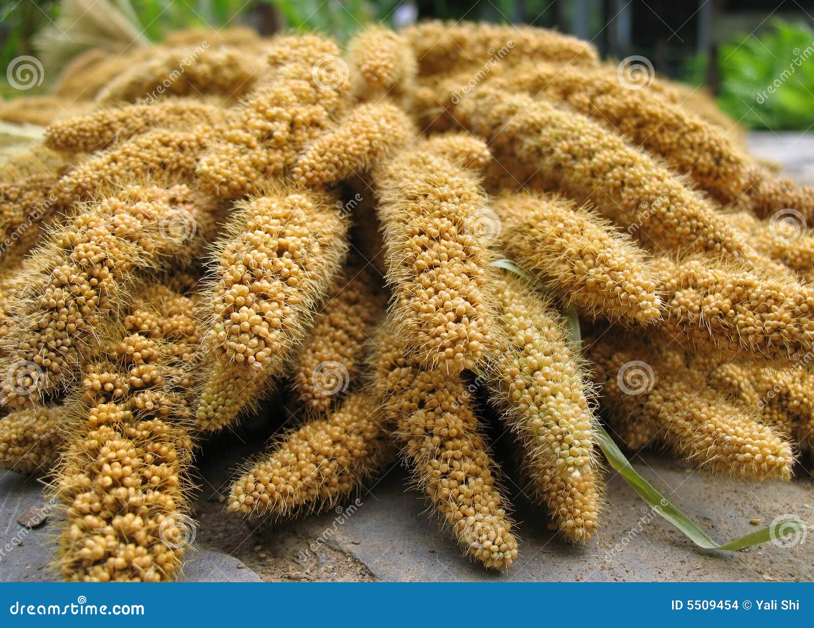 Millet Heads stock photo. Image of calcium, small, ripe - 5509454