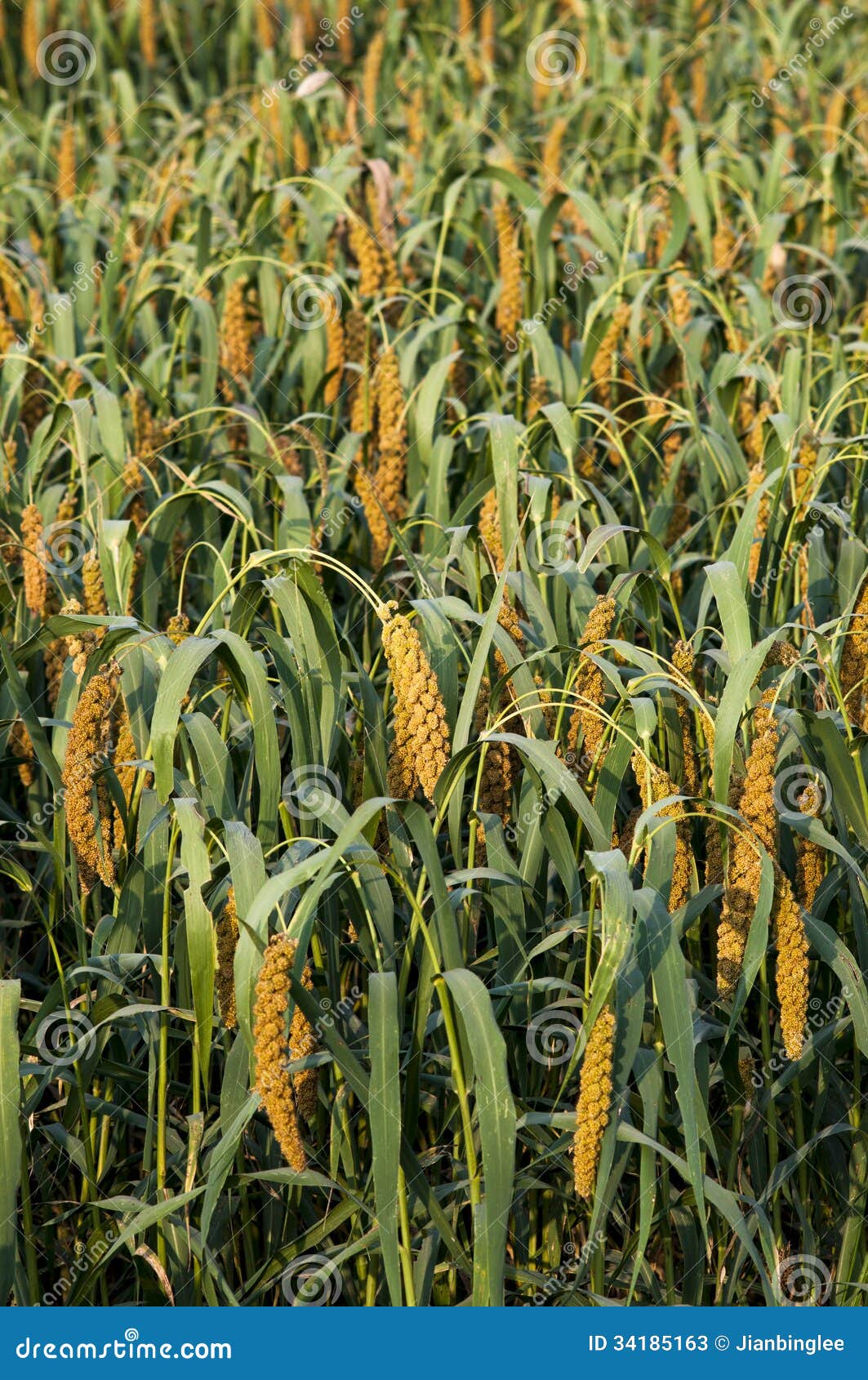 Millet stock image. Image of rural, food, meal, outdoors - 34185163