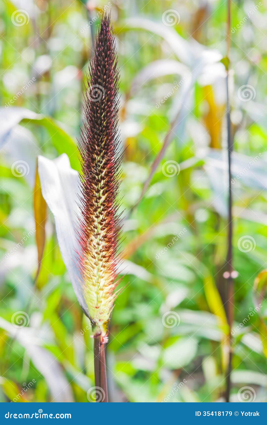 Millet (ornamental) stock image. Image of seed, abstract - 35418179