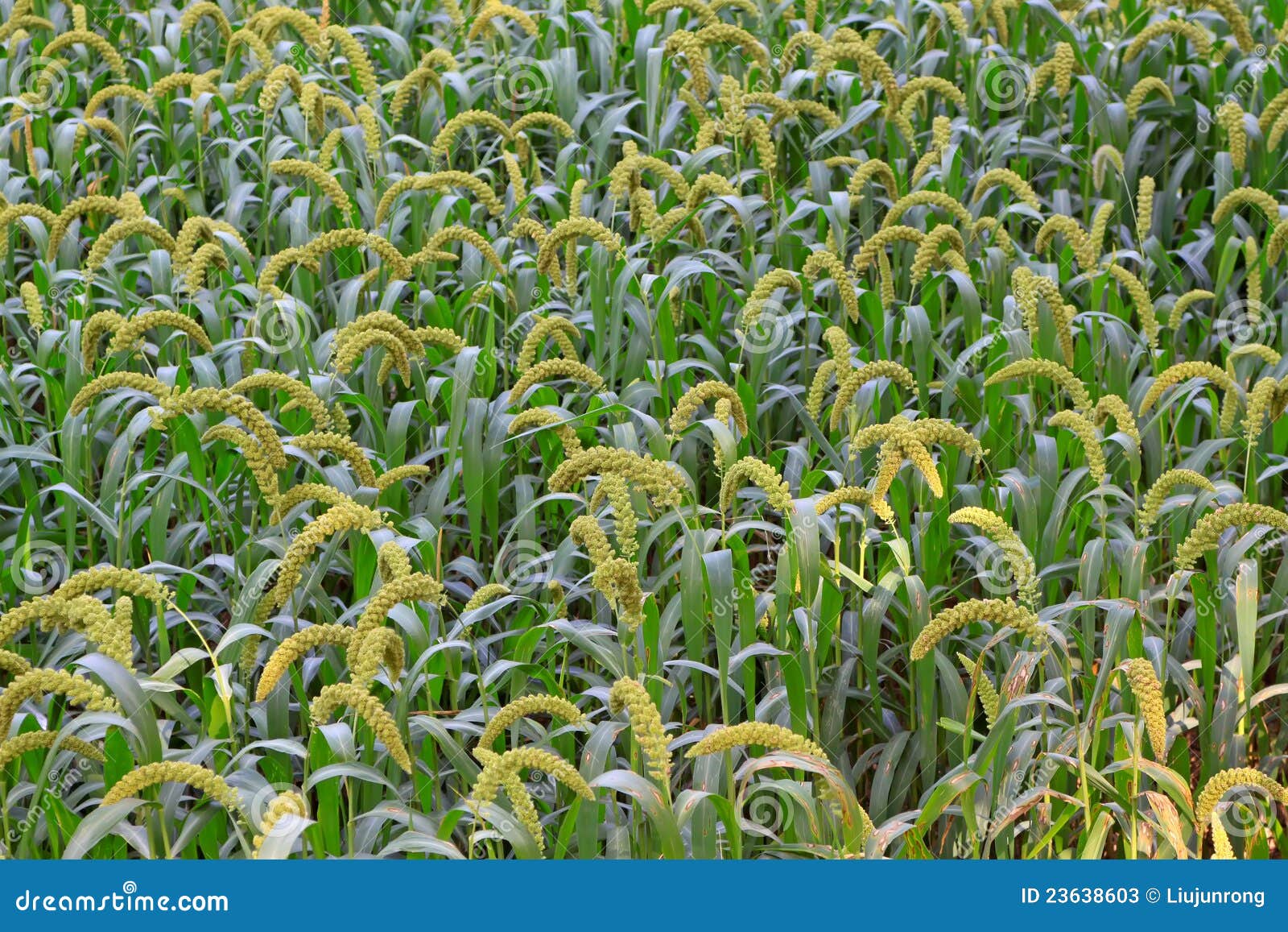 Millet plant stock image. Image of green, agriculture - 23638603