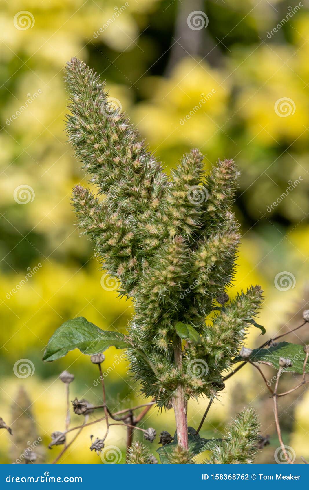 Millet Plant Stock Images - Download 4,438 Royalty Free Photos