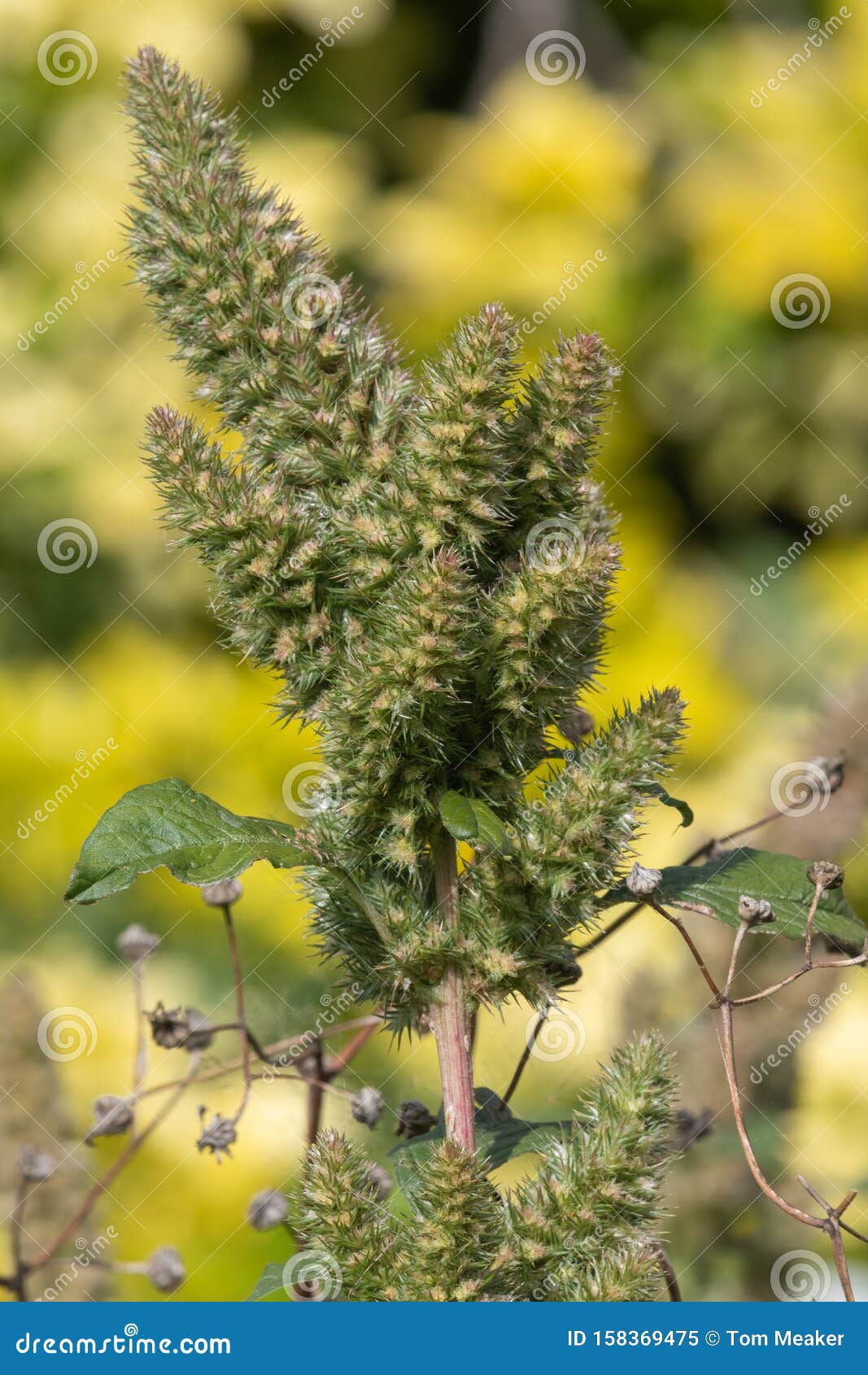 Millet plant stock image. Image of macro, botanical - 158369475