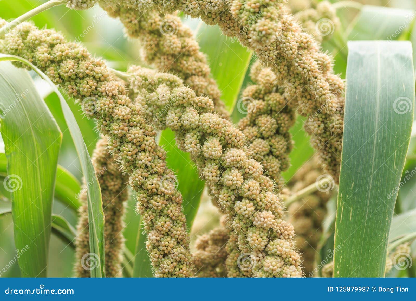 Millet Planted in the Fields Stock Image - Image of carotene, growth ...