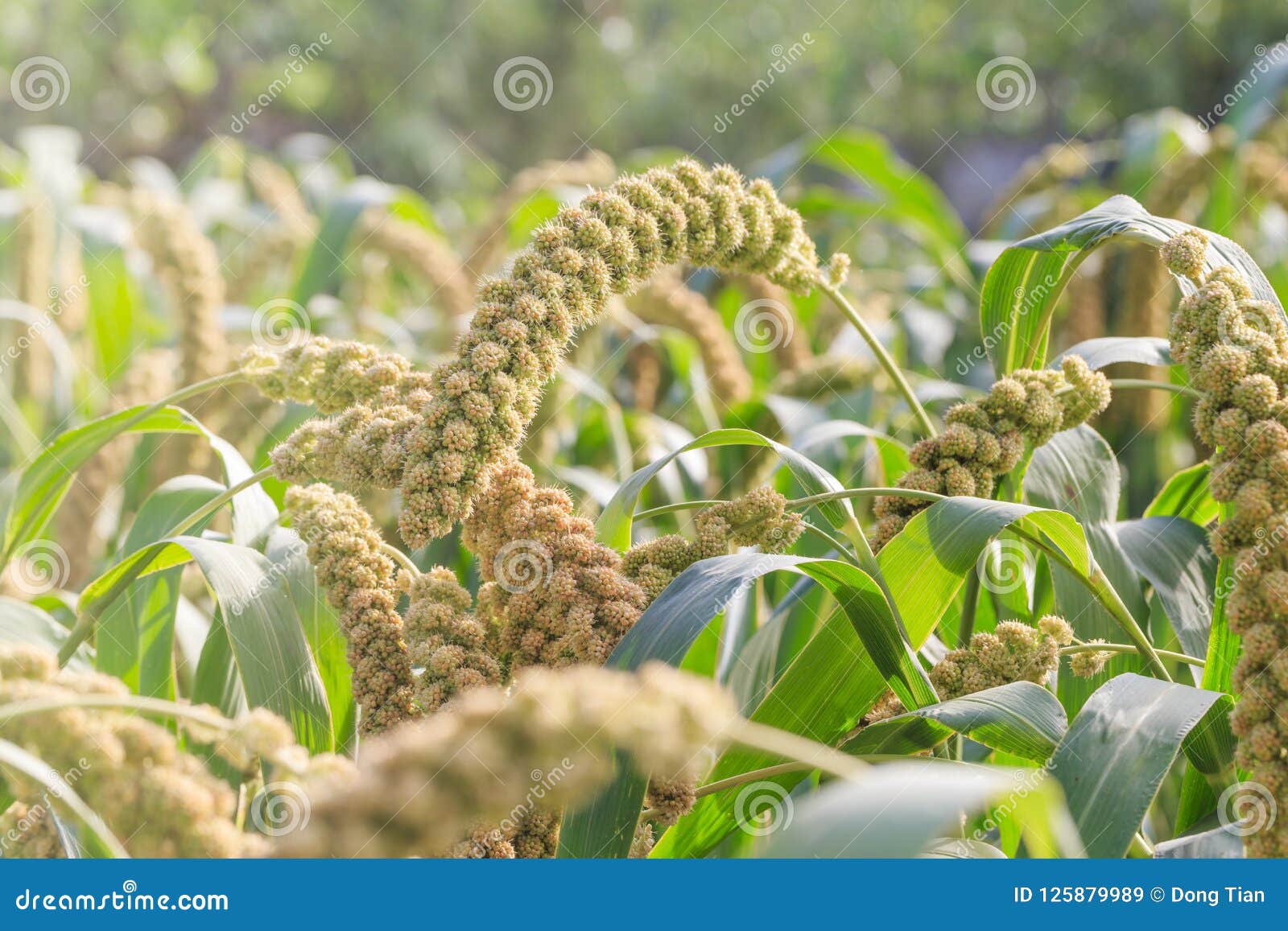 Millet Planted in the Fields Stock Image - Image of farm, angle: 125879989