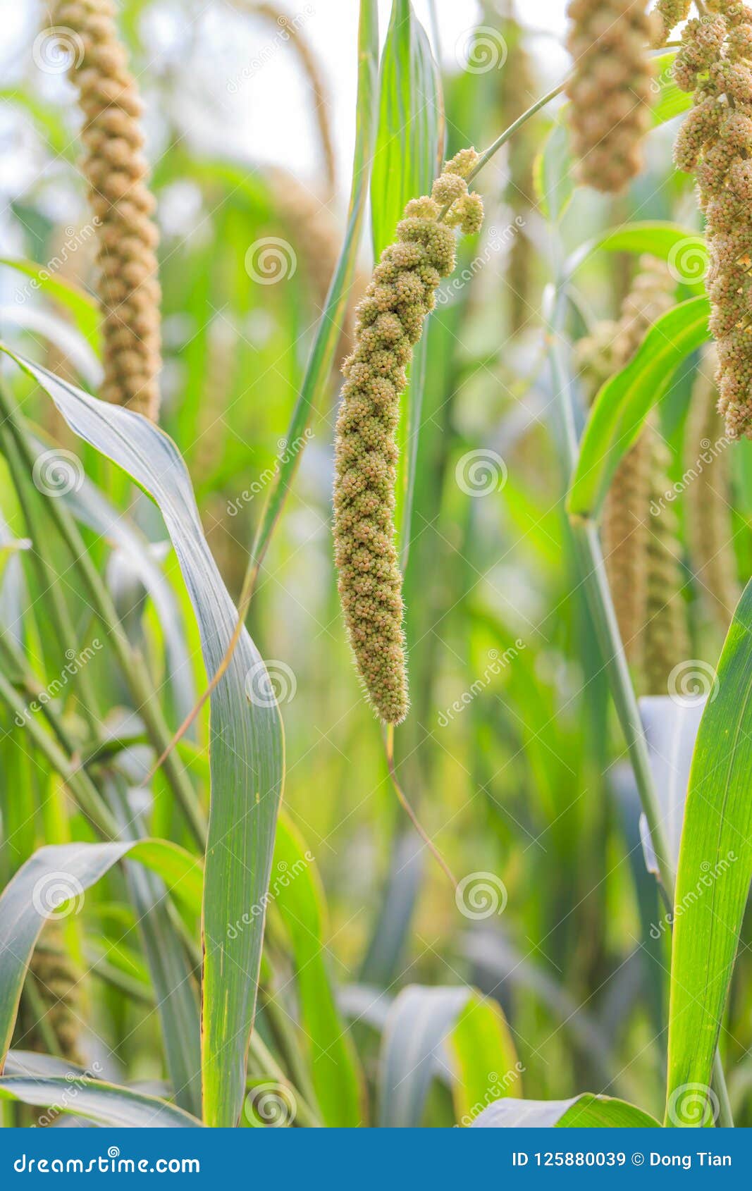 Millet Planted in the Fields Stock Image - Image of harvest ...