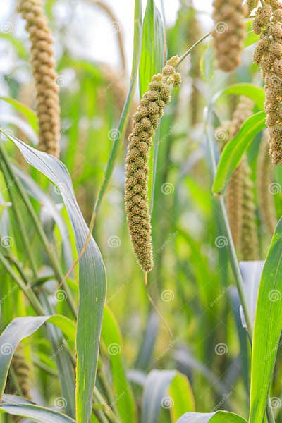Millet Planted in the Fields Stock Image - Image of harvest ...
