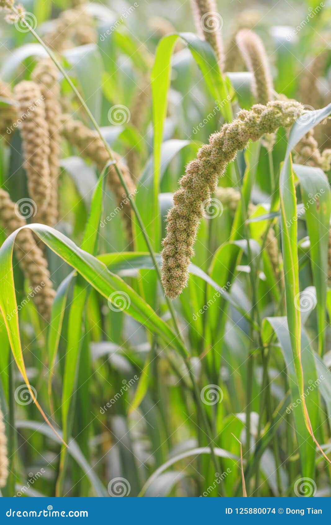 Millet Planted in the Fields Stock Photo - Image of features, natural ...