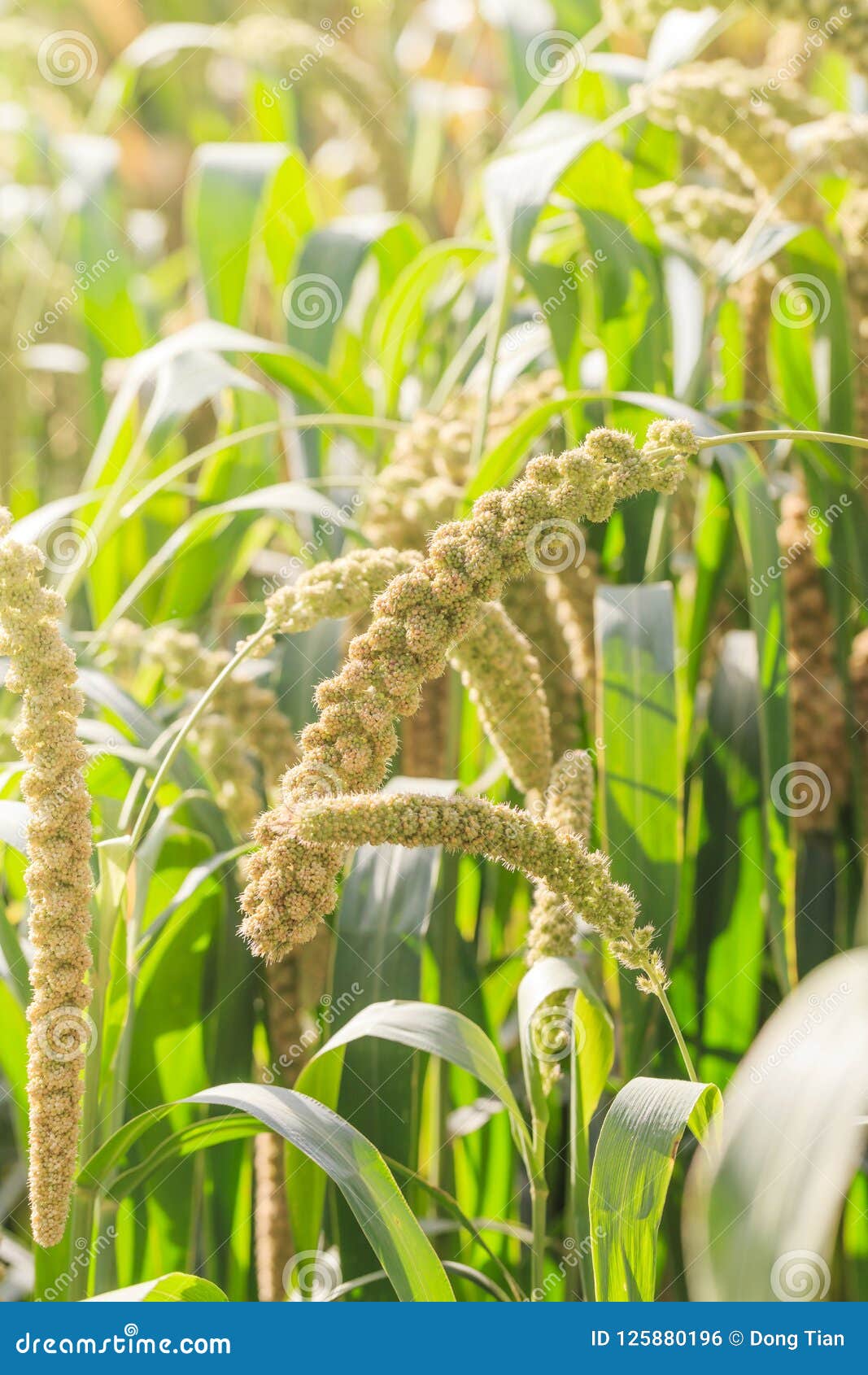 Millet Planted in the Fields Stock Photo - Image of agricultural, local ...