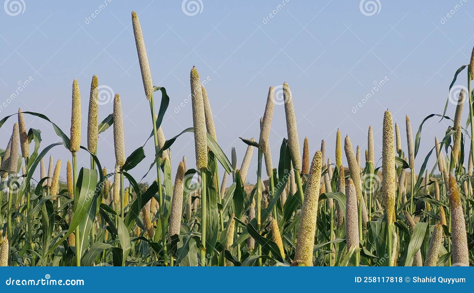 Millet plants farm field stock photo. Image of field - 258117818