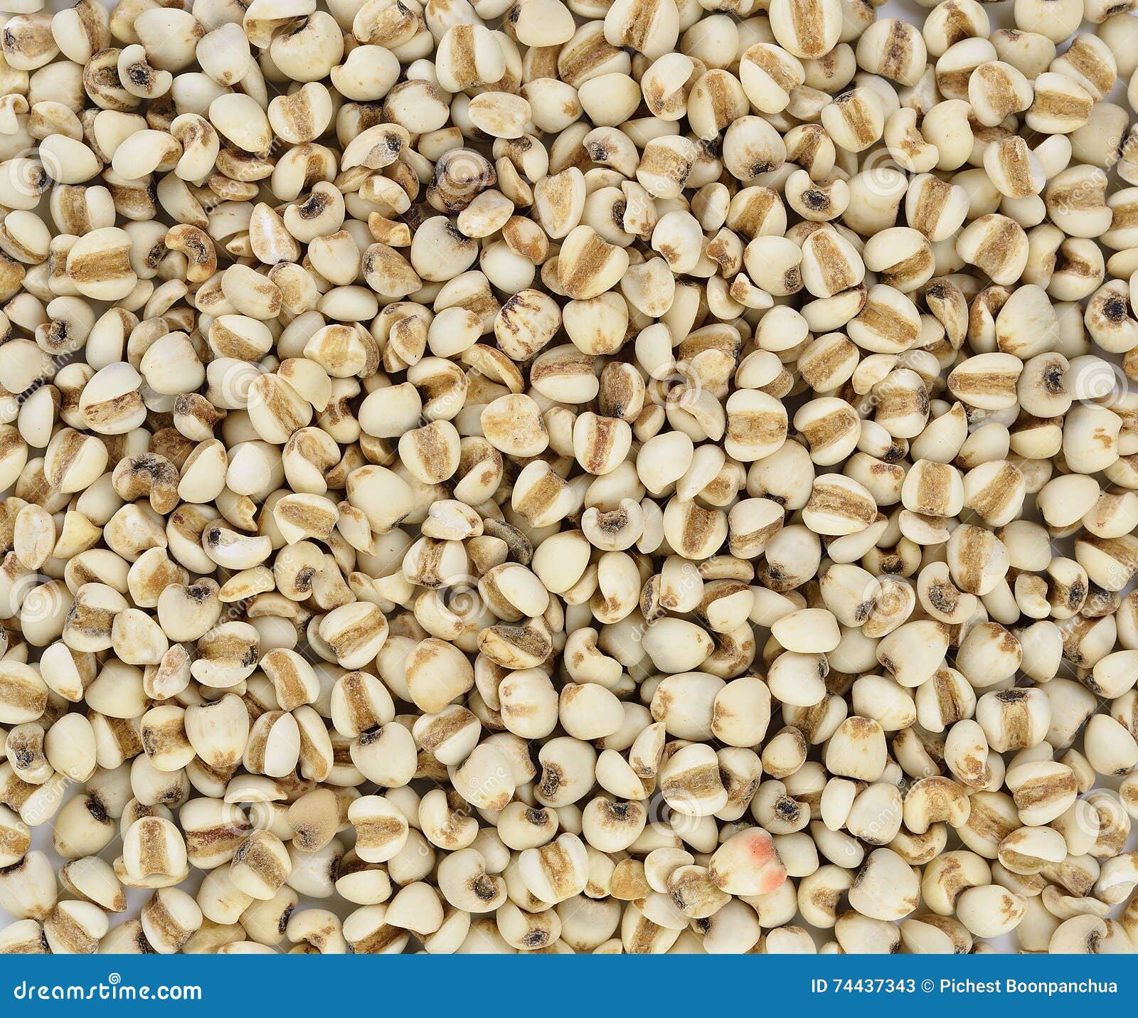 Millet Rice , Millet Grains Stock Image - Image of sticky, agriculture ...