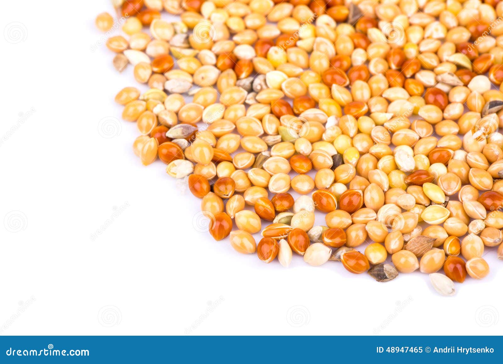 Millet stock image. Image of plant, healthy, colored - 48947465