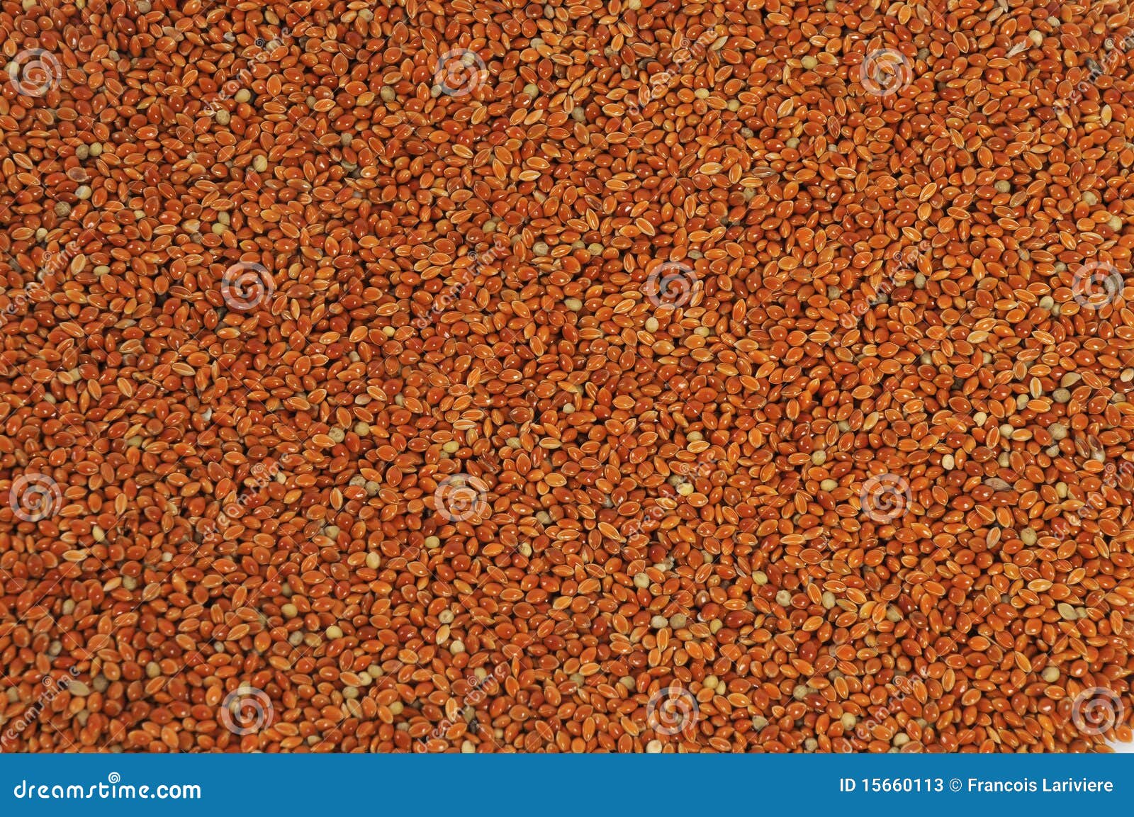 Millet Seed Texture Royalty-Free Stock Photo | CartoonDealer.com #102782181