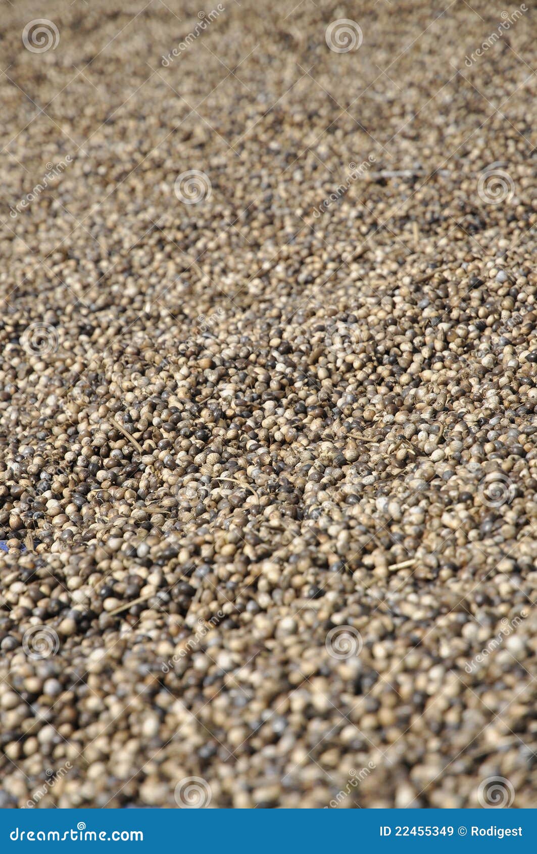 Millet Seed Many Background Day Stock Image - Image of measure, fiber ...