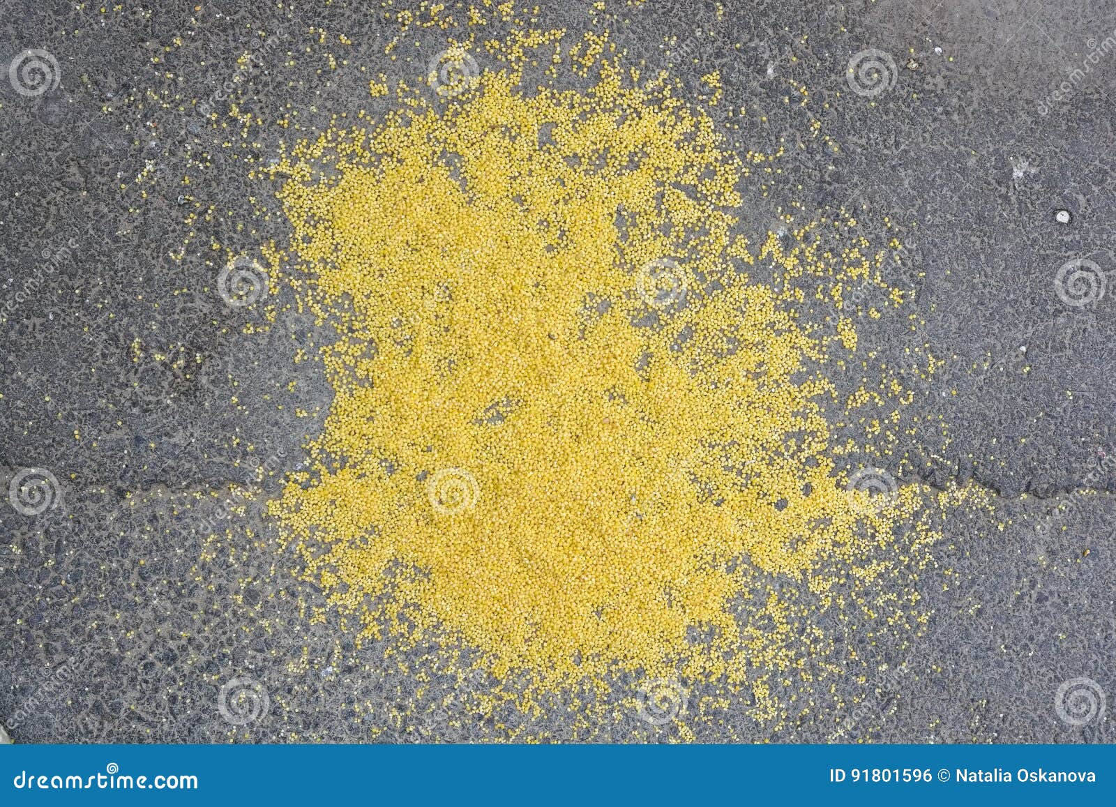 Millet Seeds on Grey Asphalt for Background Stock Photo - Image of ...