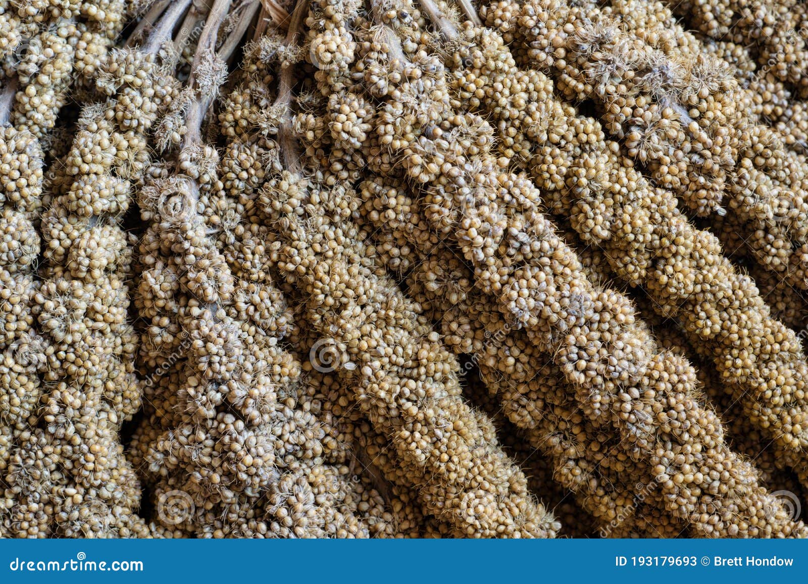 Millet Sprays Stacked in a Diagonal Pattern in Close Up View. Stock ...