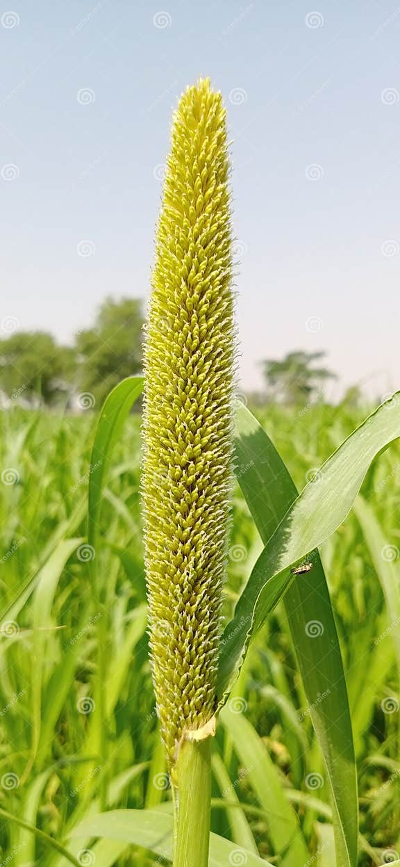Millet Stalk at Green Fields Stock Photo - Image of millet, stalk ...