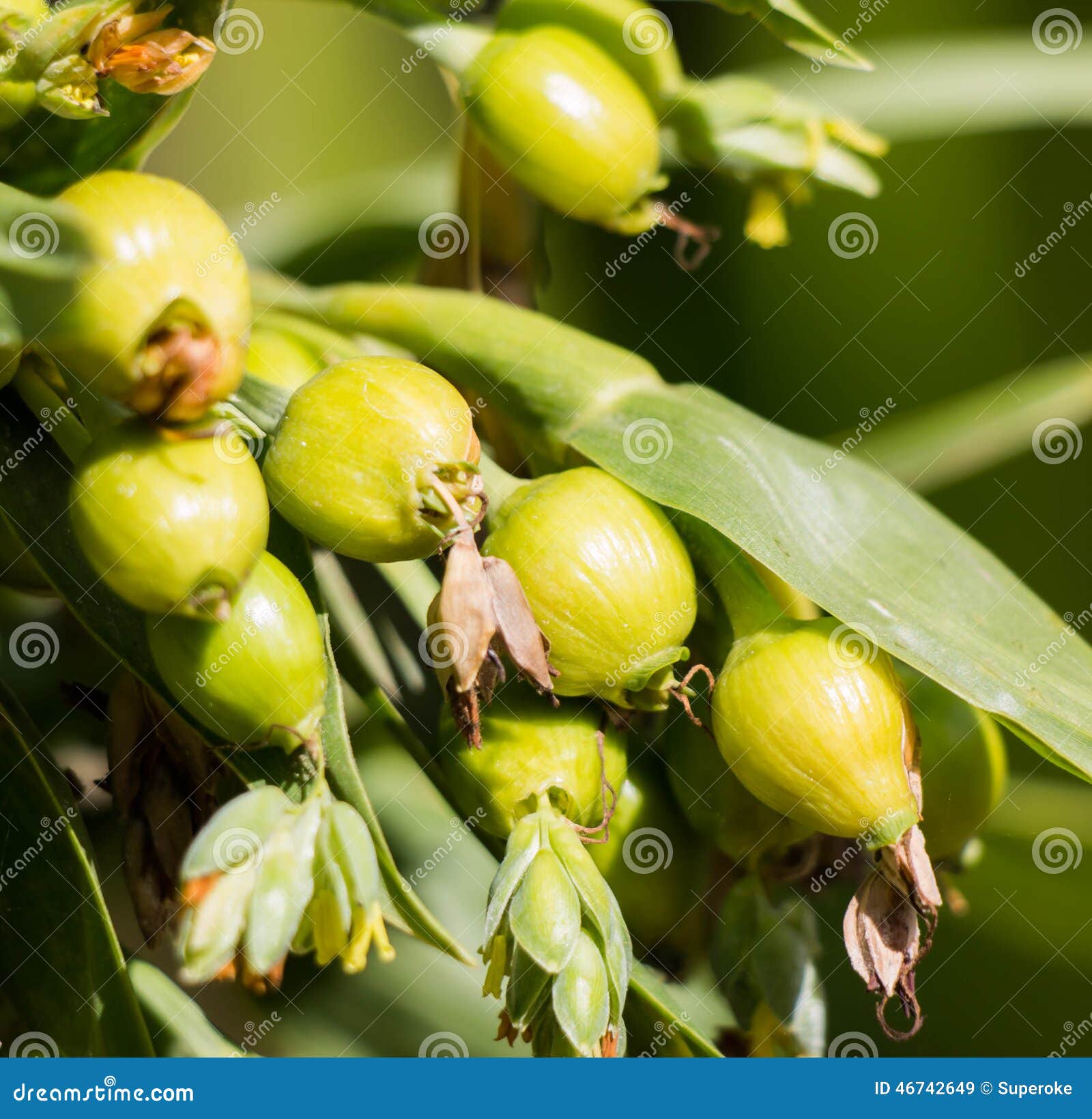 Millet on tree stock image. Image of india, millet, agriculture - 46742649
