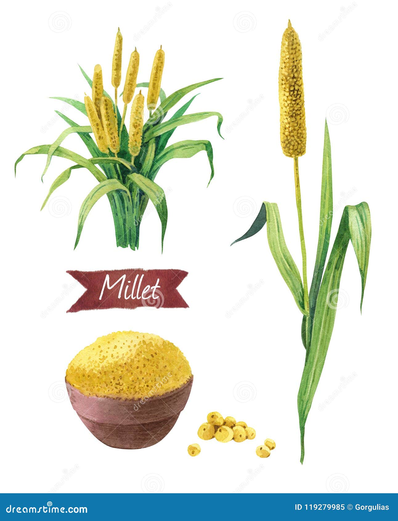 Millet Watercolor Illustration Set Stock Illustration - Illustration of ... Millet Watercolor Illustration Set Stock Illustration - Illustration of ...